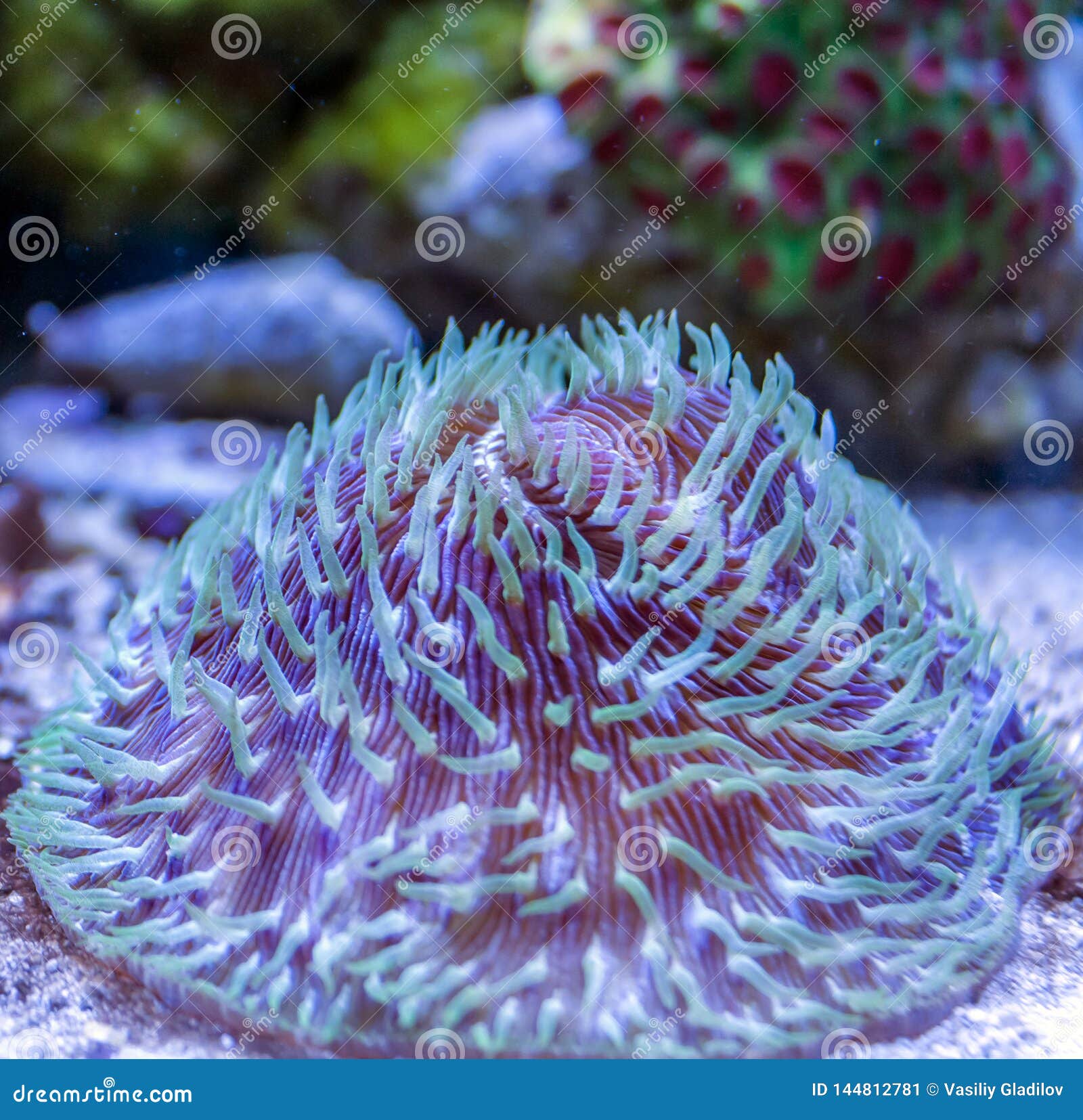 Fungia - Plate LPS Coral Macro Photography In Reef Aquarium Tank ...