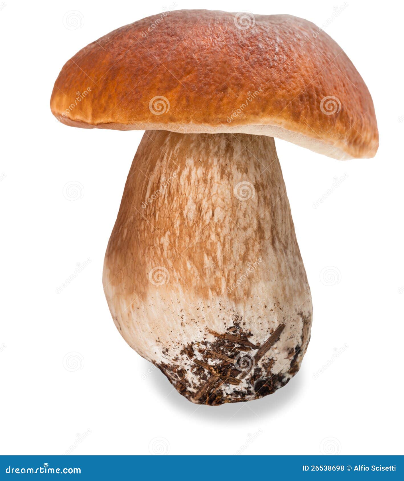 Fungo fotografia stock. Immagine di alimentazione, spore - 26538698