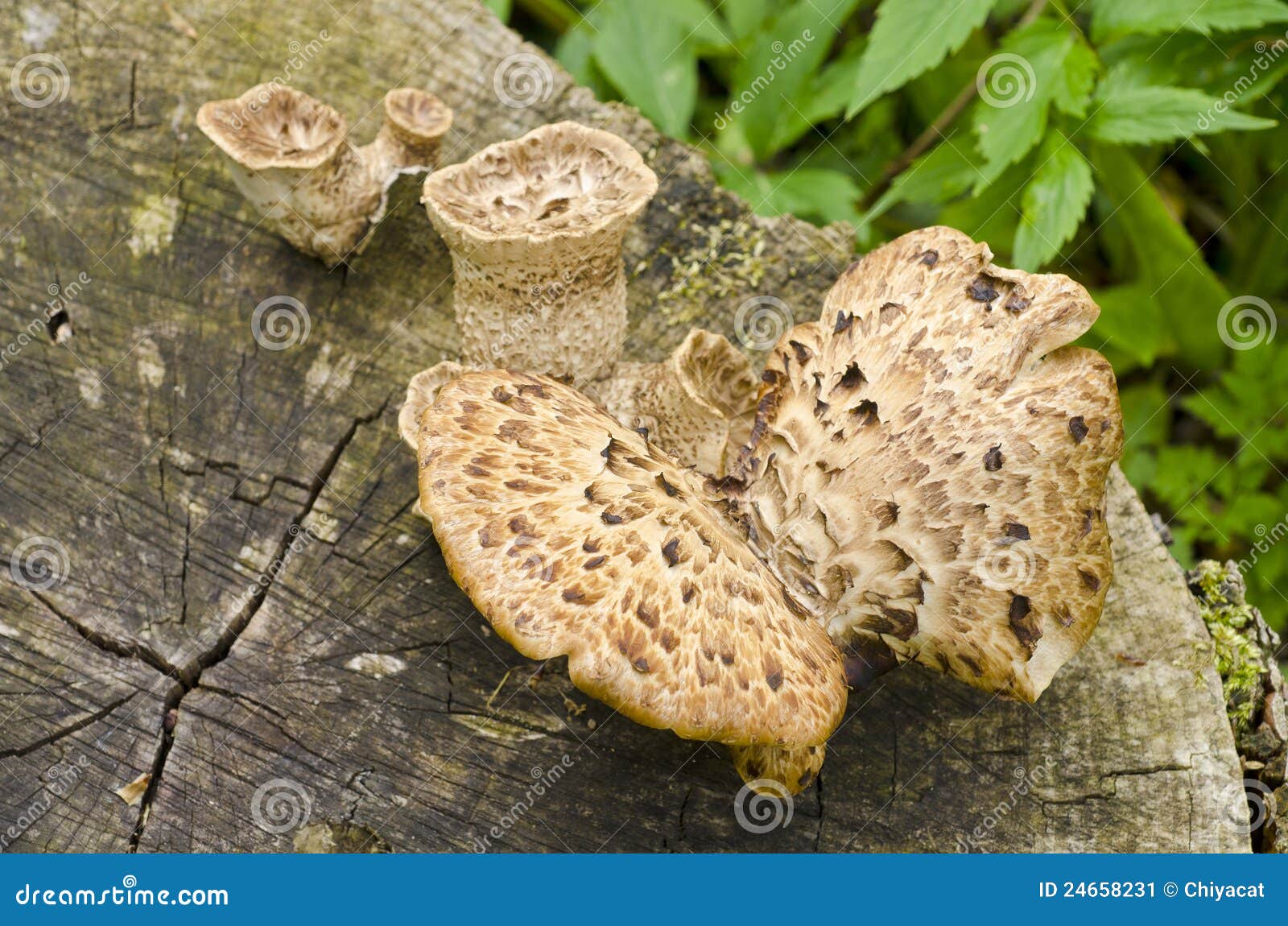 Fungo Che Cresce Su Un Ceppo Di Albero #3 Immagine Stock - Immagine di ...