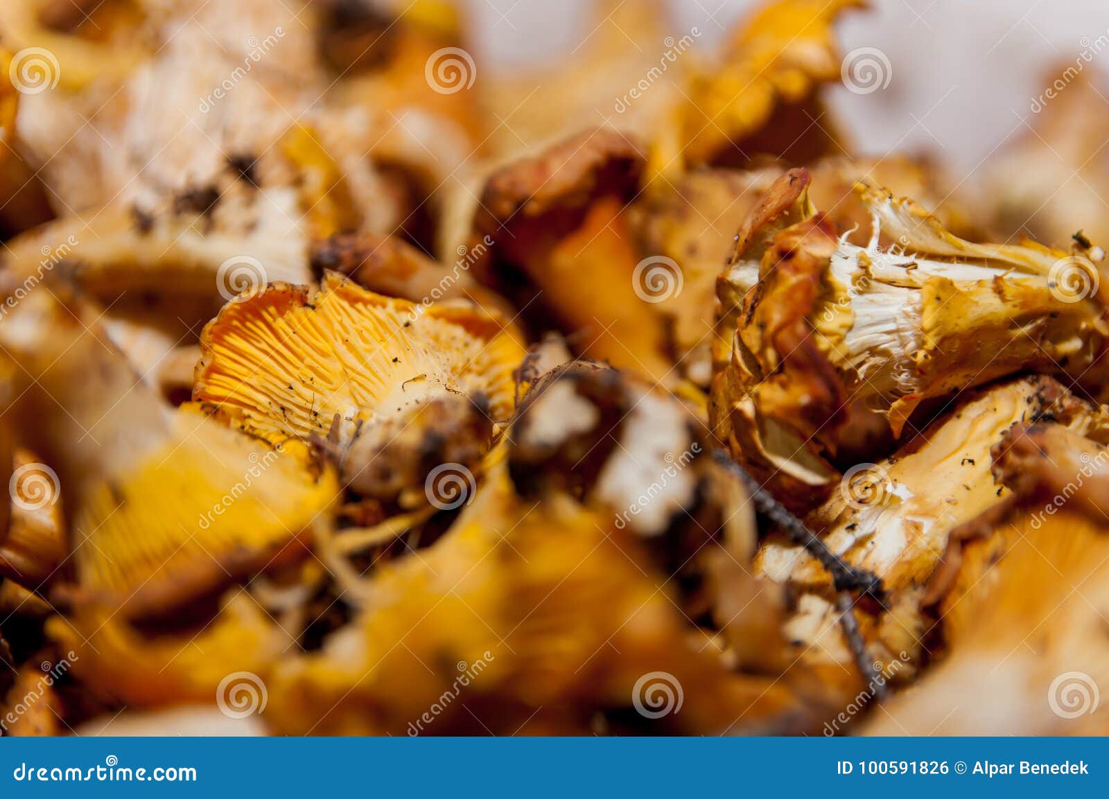 Fungo del galletto fotografia stock. Immagine di cucina - 100591826