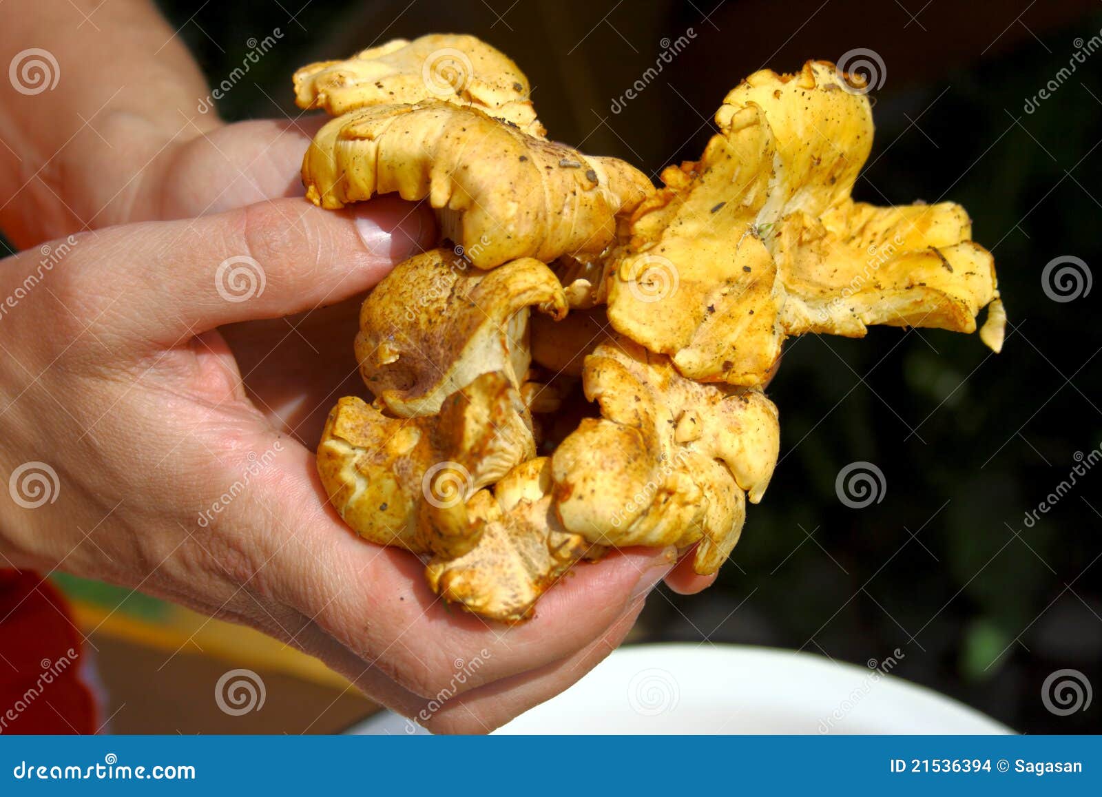 Fungo del galletto fotografia stock. Immagine di fresco - 21536394