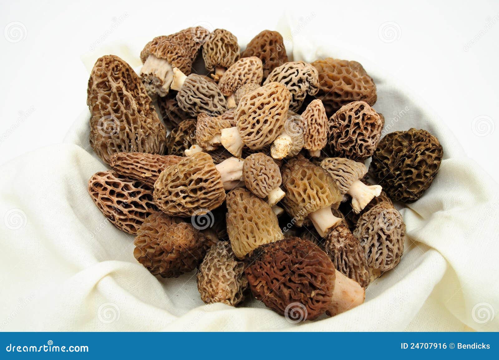 Fungo della spugnola fotografia stock. Immagine di commestibile - 24707916