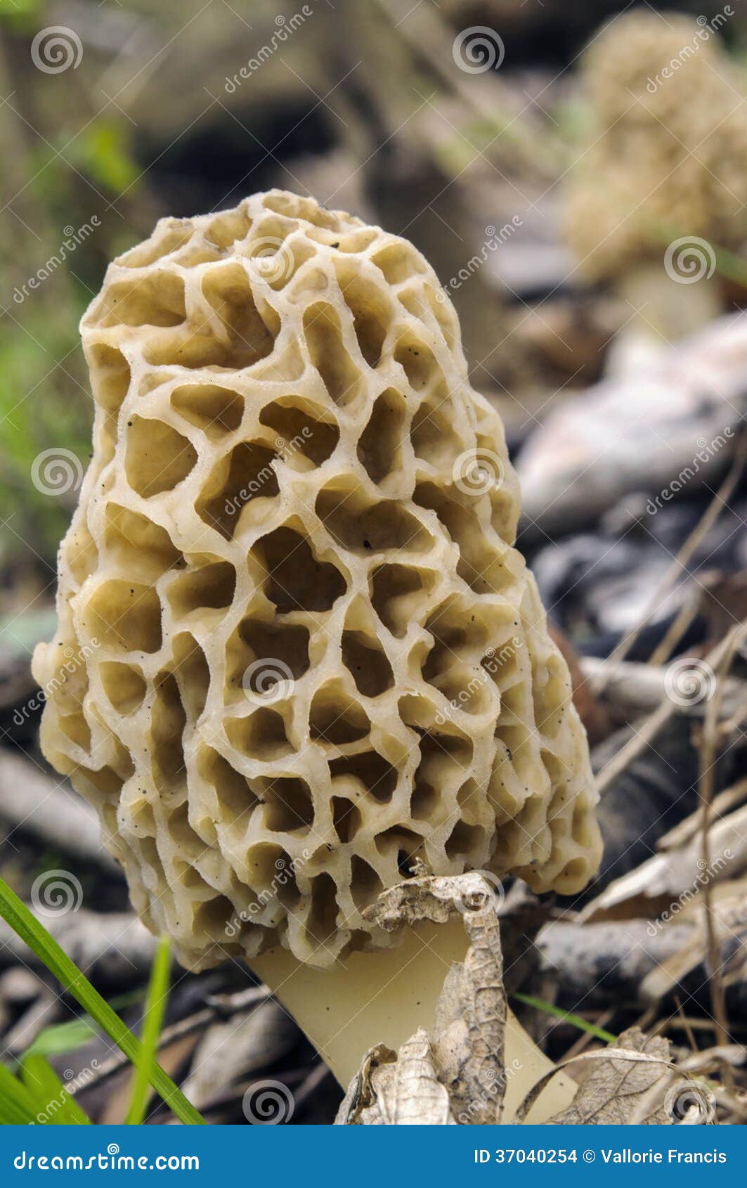 Fungo della spugnola fotografia stock. Immagine di alimento - 37040254