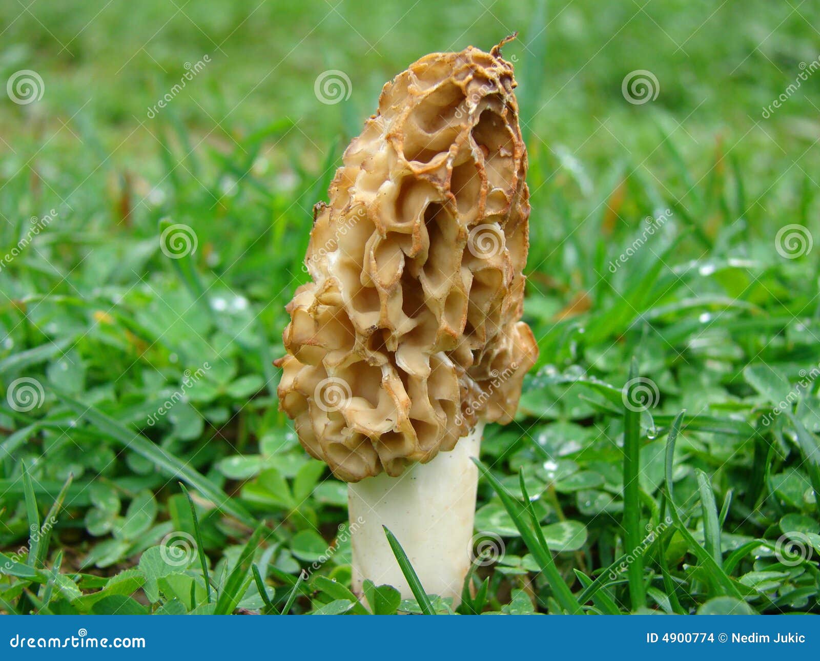 Fungo della spugnola fotografia stock. Immagine di terreno - 4900774