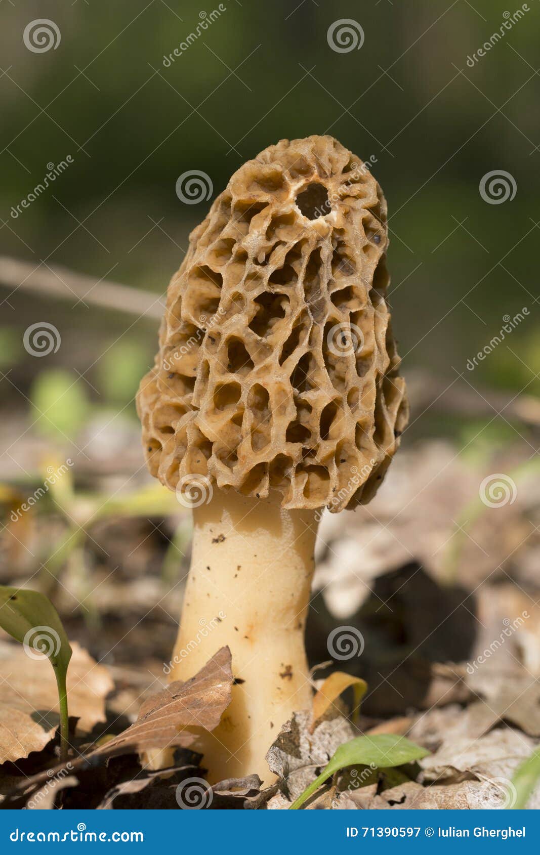 Fungo della spugnola immagine stock. Immagine di importante - 71390597