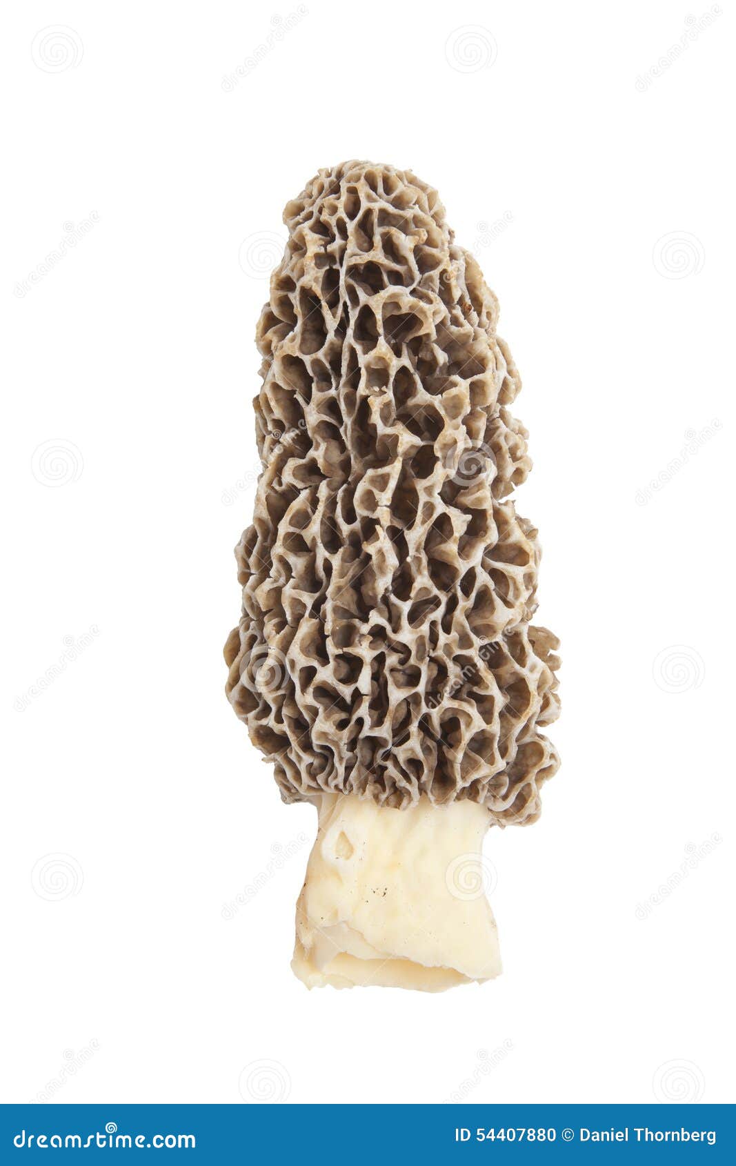 Fungo Della Spugnola Isolato Su Bianco Fotografia Stock - Immagine di ...