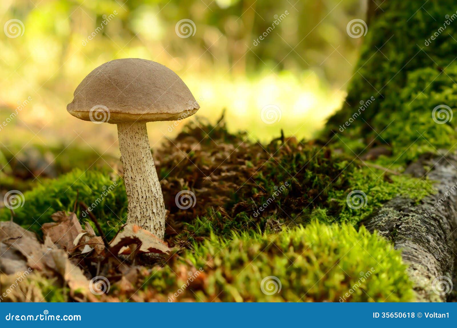 Fungo Di Scabrum Del Leccinum Fotografia Stock - Immagine di nave ...