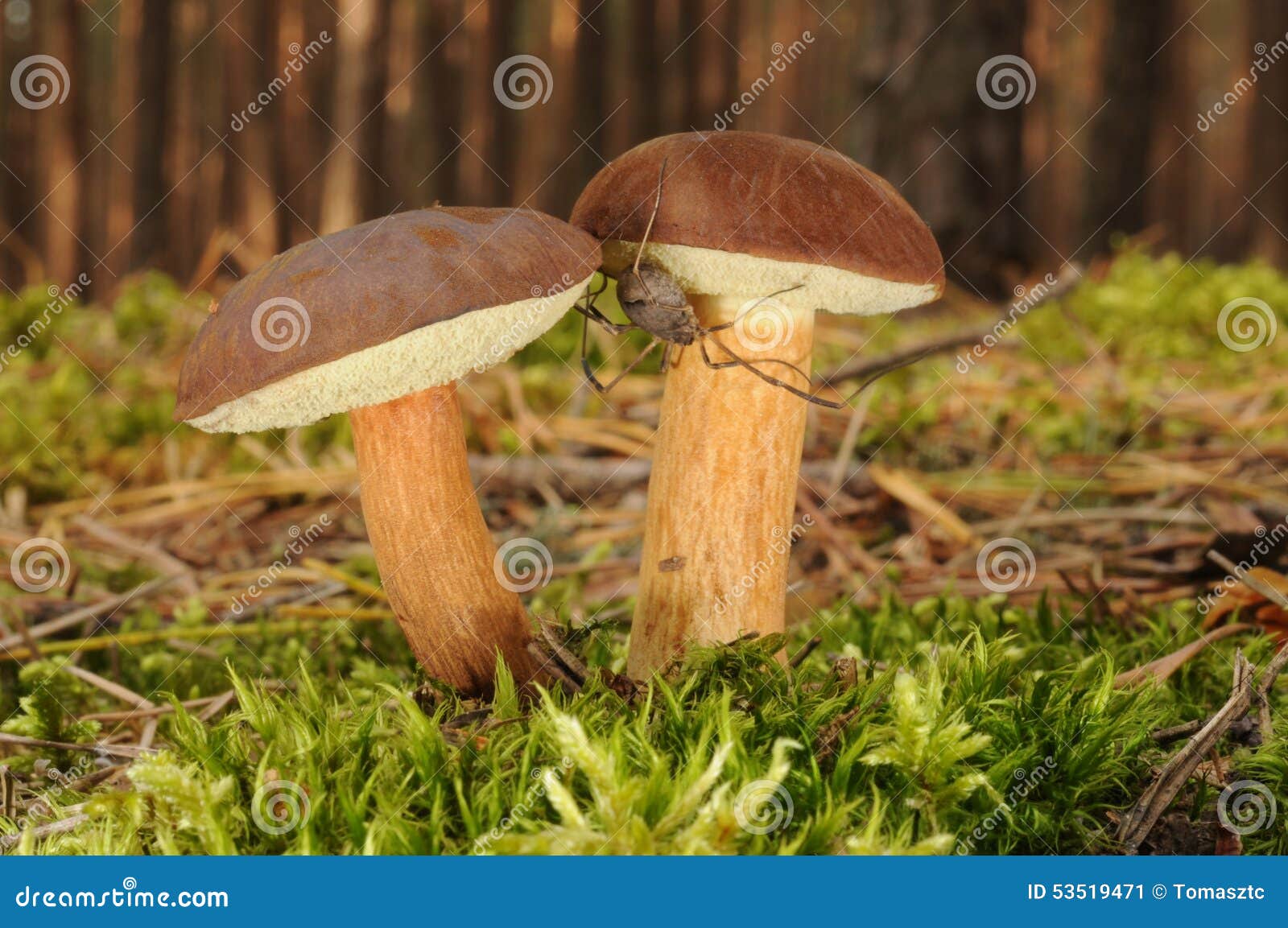 Fungo do badius do boleto imagem de stock. Imagem de geralmente - 53519471