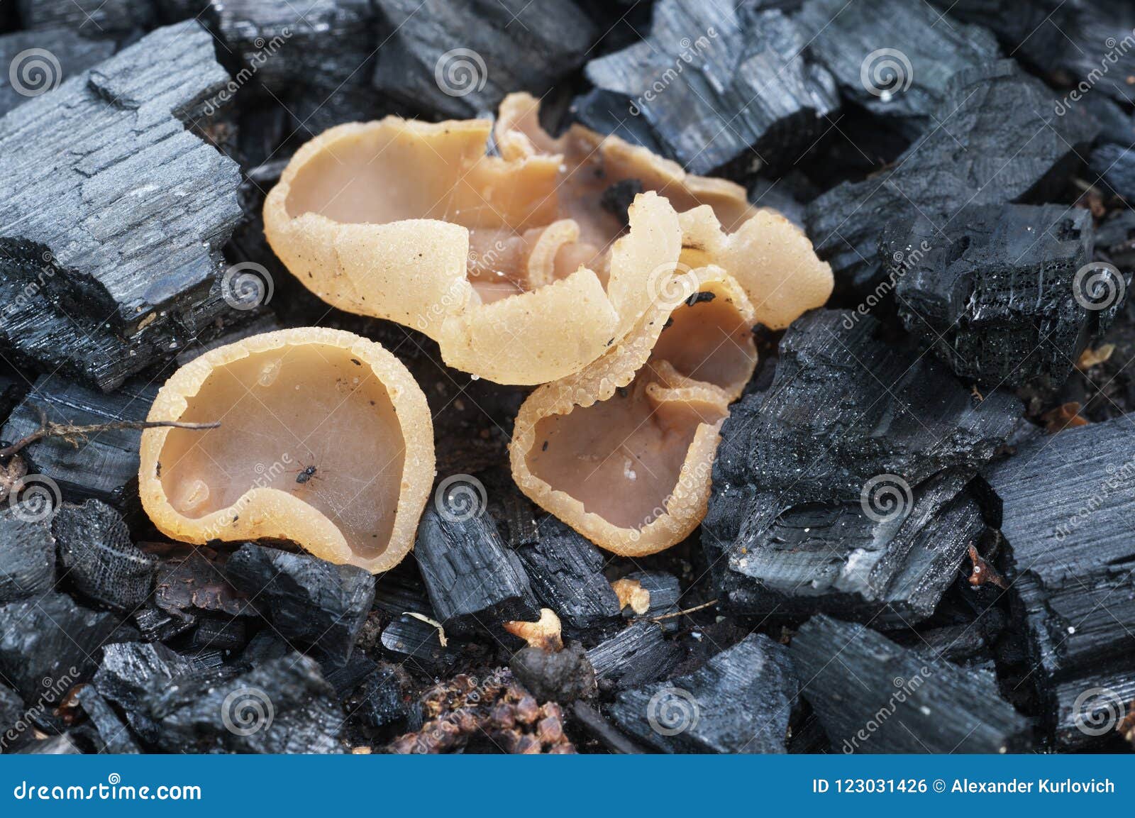 Fungo Dos Ascomicetes Do Varia Do Peziza Foto de Stock - Imagem de ...