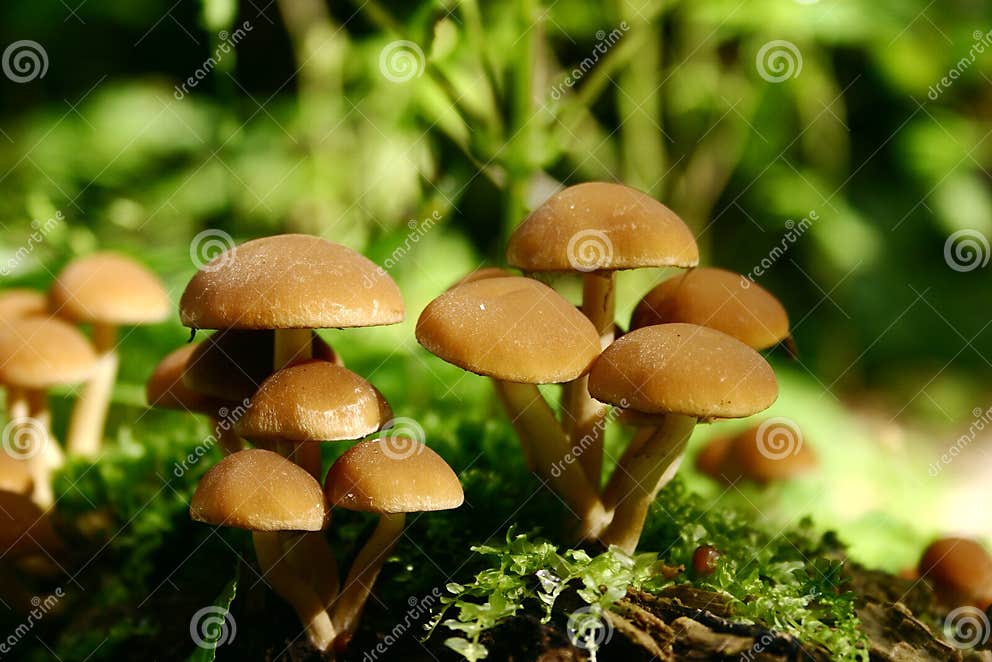 Fungus stock photo. Image of moss, kind, plant, pileus - 1653706