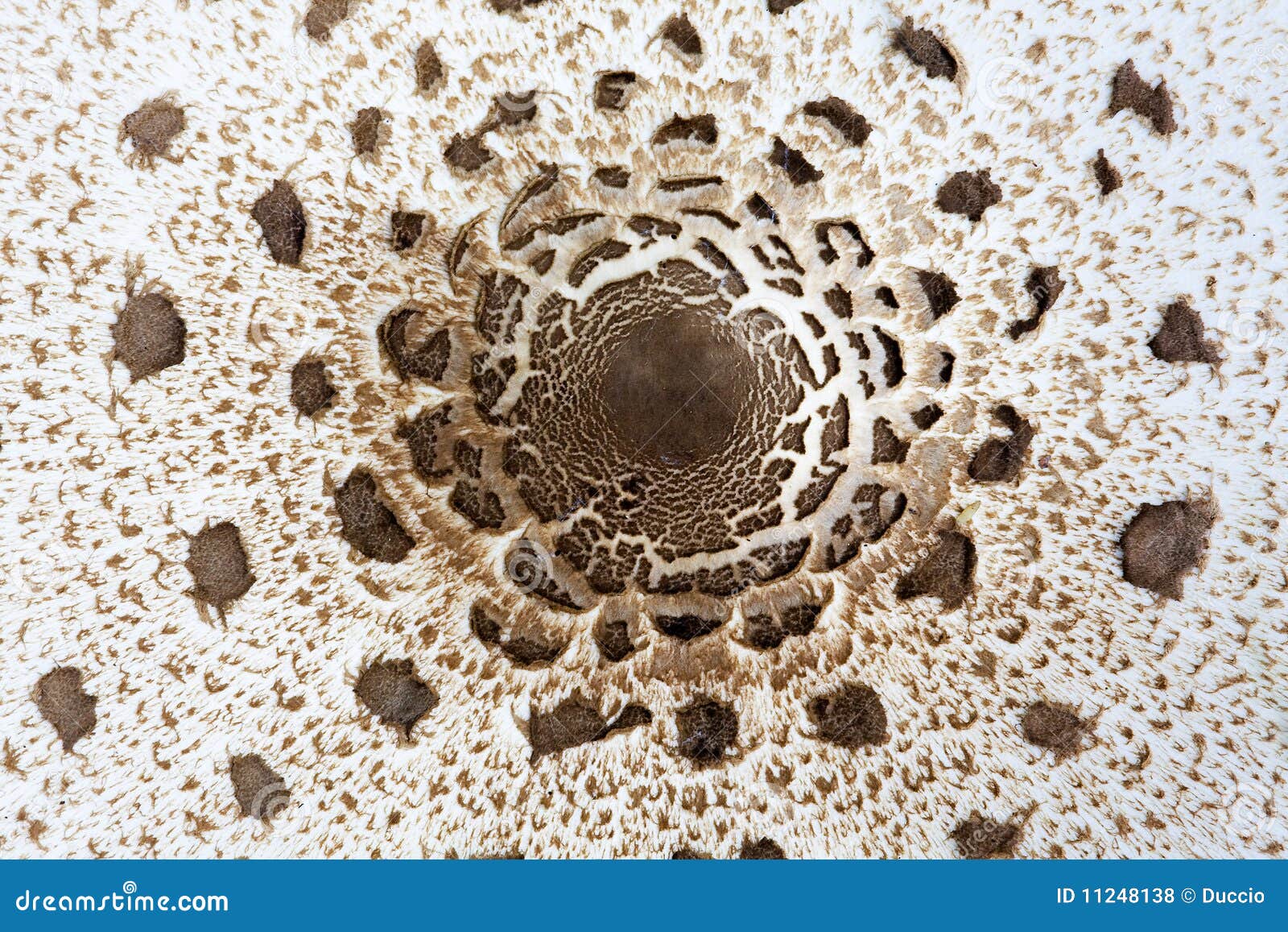 Fungus abstract stock photo. Image of plant, white, culinary - 11248138