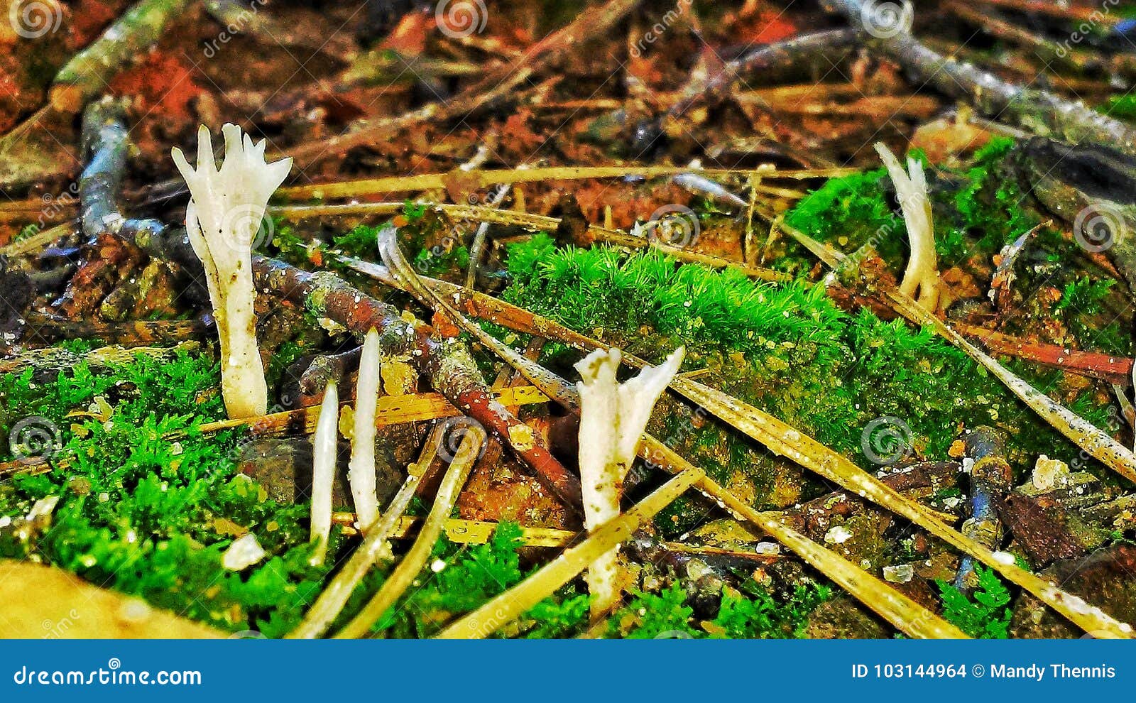 Fungus Amongus stock photo. Image of high, bizarre, amongus - 103144964