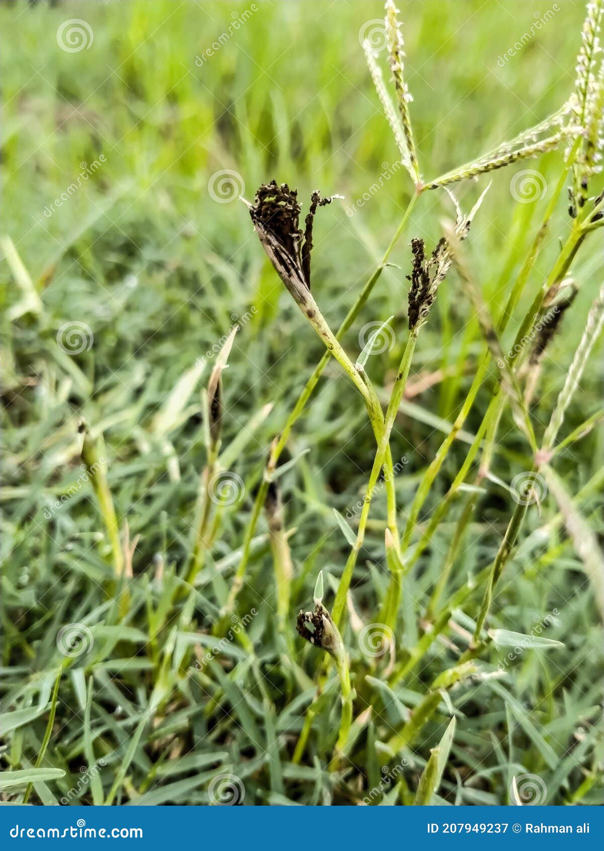A Fungus Attack on Grass Which Looks Diseases. Stock Image - Image of ...