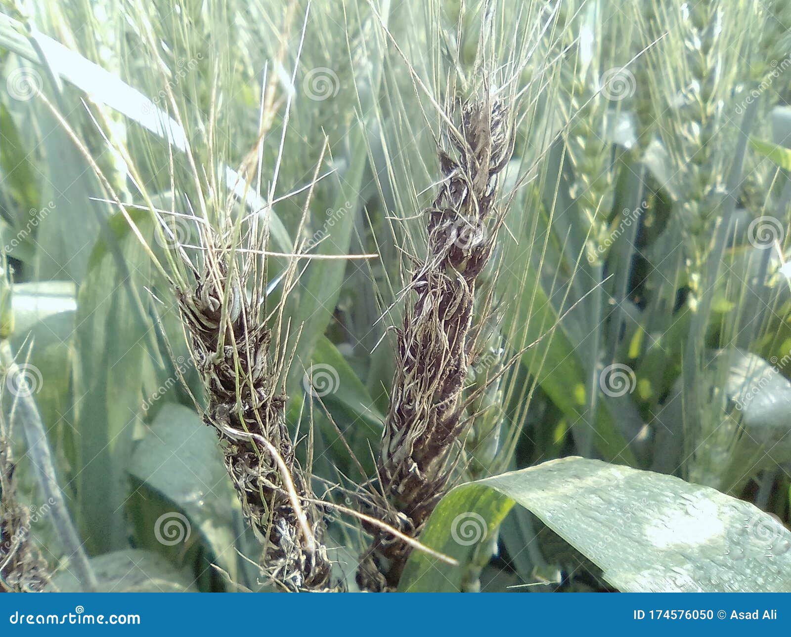 Fungus Attack on Wheat Crop Stock Photo - Image of crop, wheat: 174576050