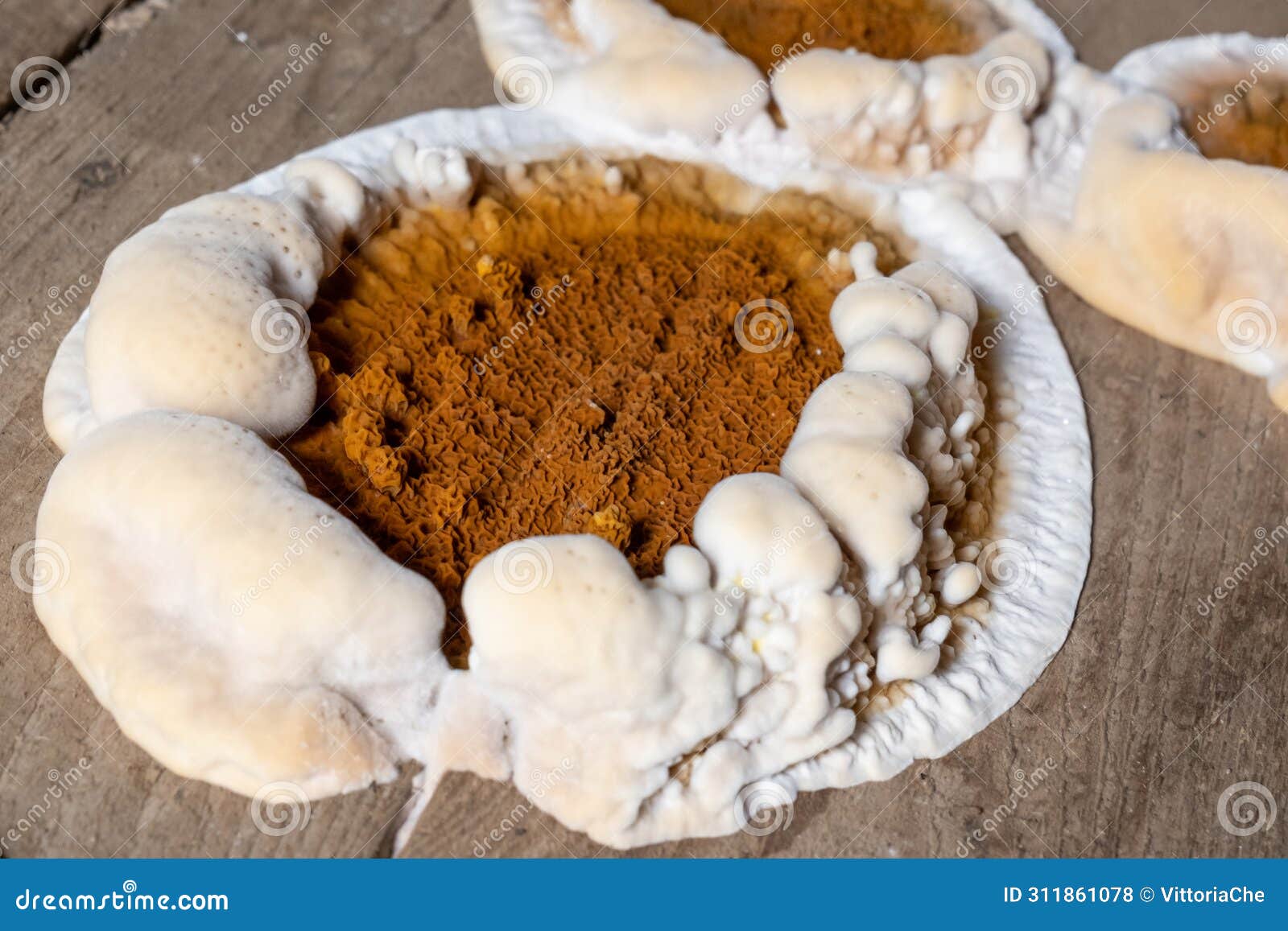 Big Home Destructive Fungus or Serpula Lacrymans on the Floor of the ...