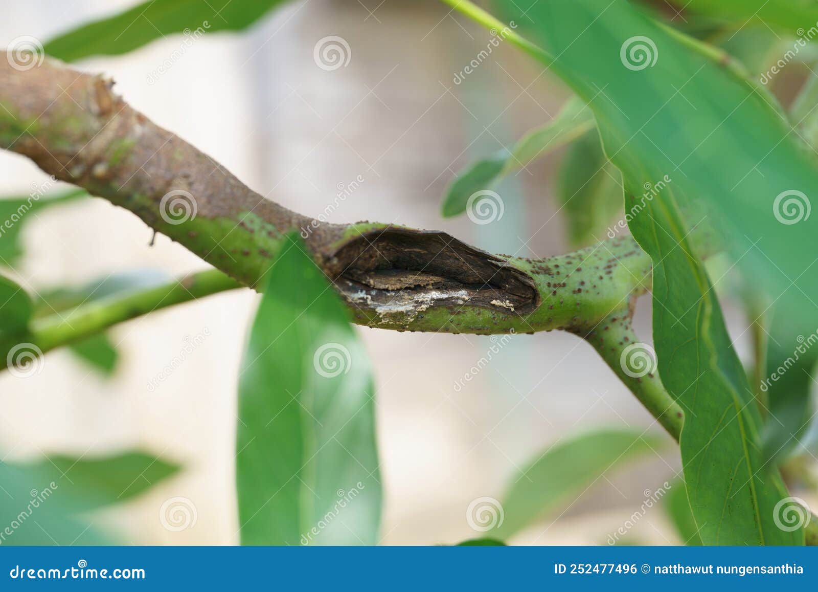 Fungus in the Avocado Tree,plant Disease, Avocado Root Rot Stock Photo ...