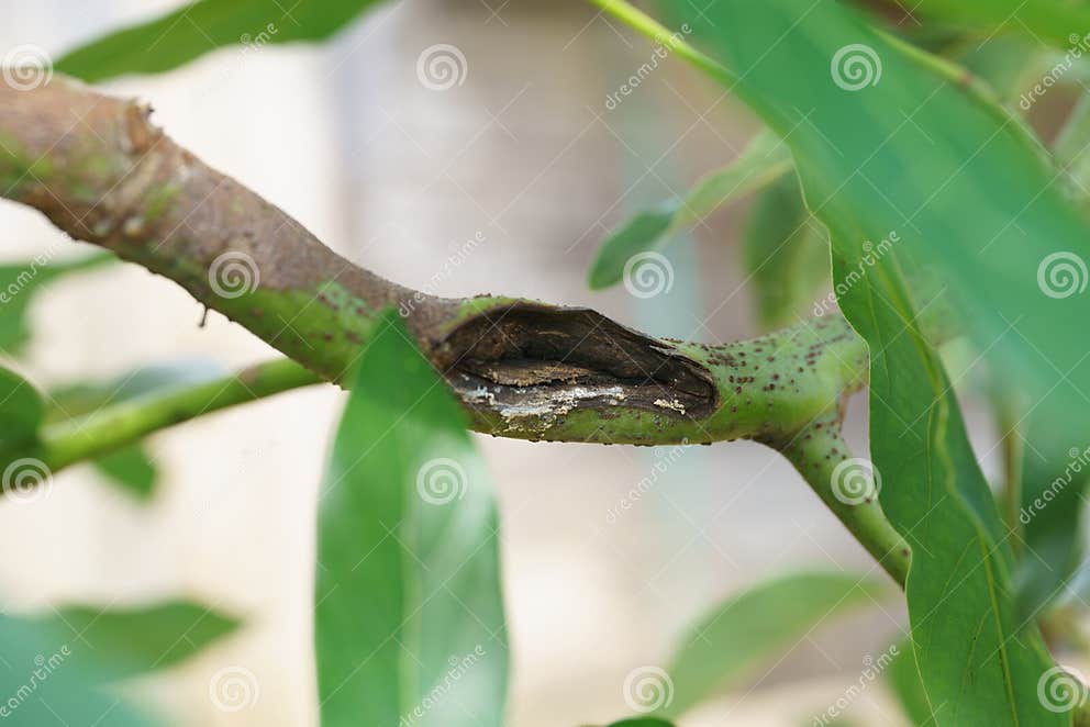 Fungus in the Avocado Tree,plant Disease, Avocado Root Rot Stock Photo ...