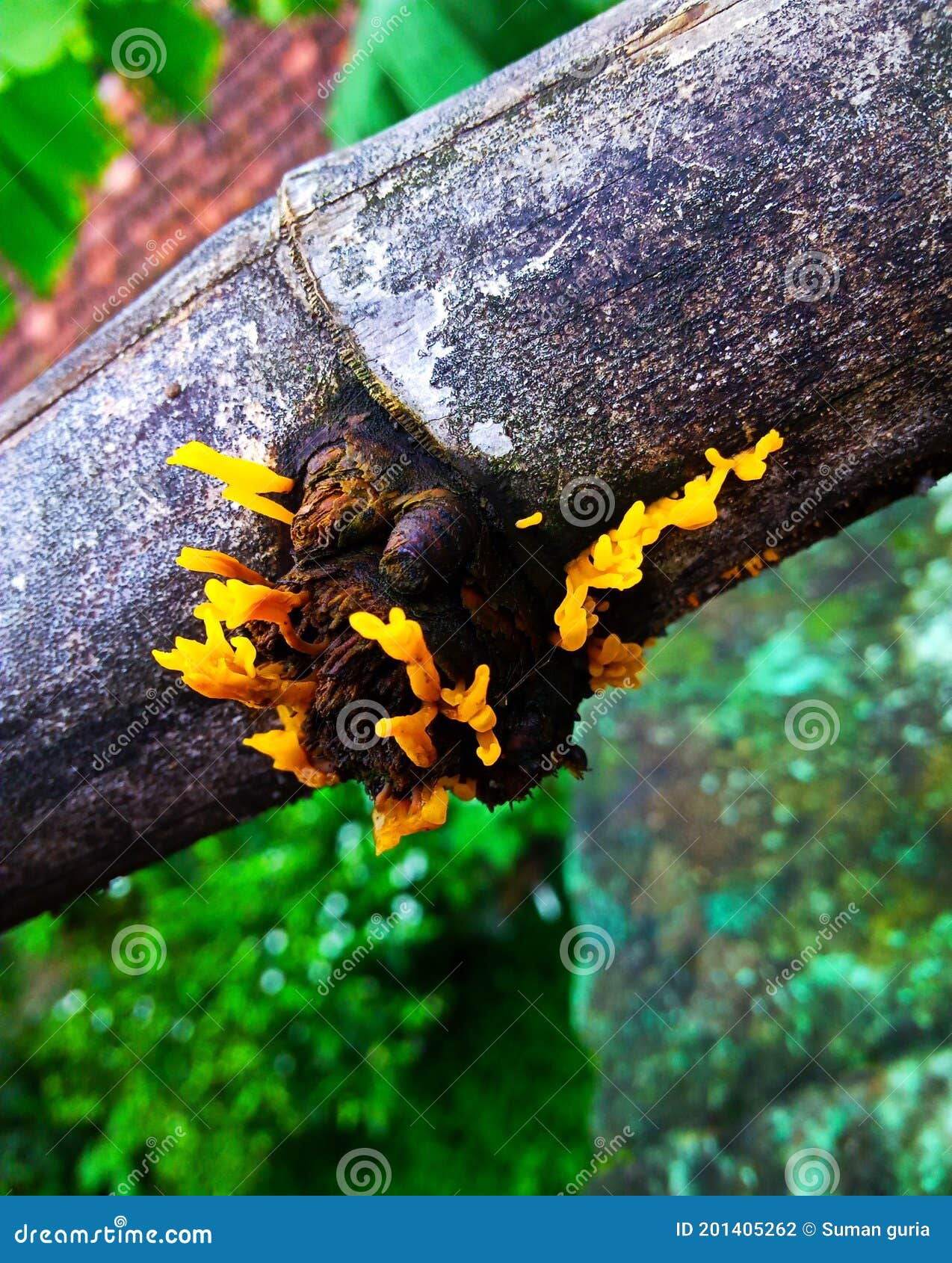 Fungus on a Bamboo stock photo. Image of invertebrate - 201405262