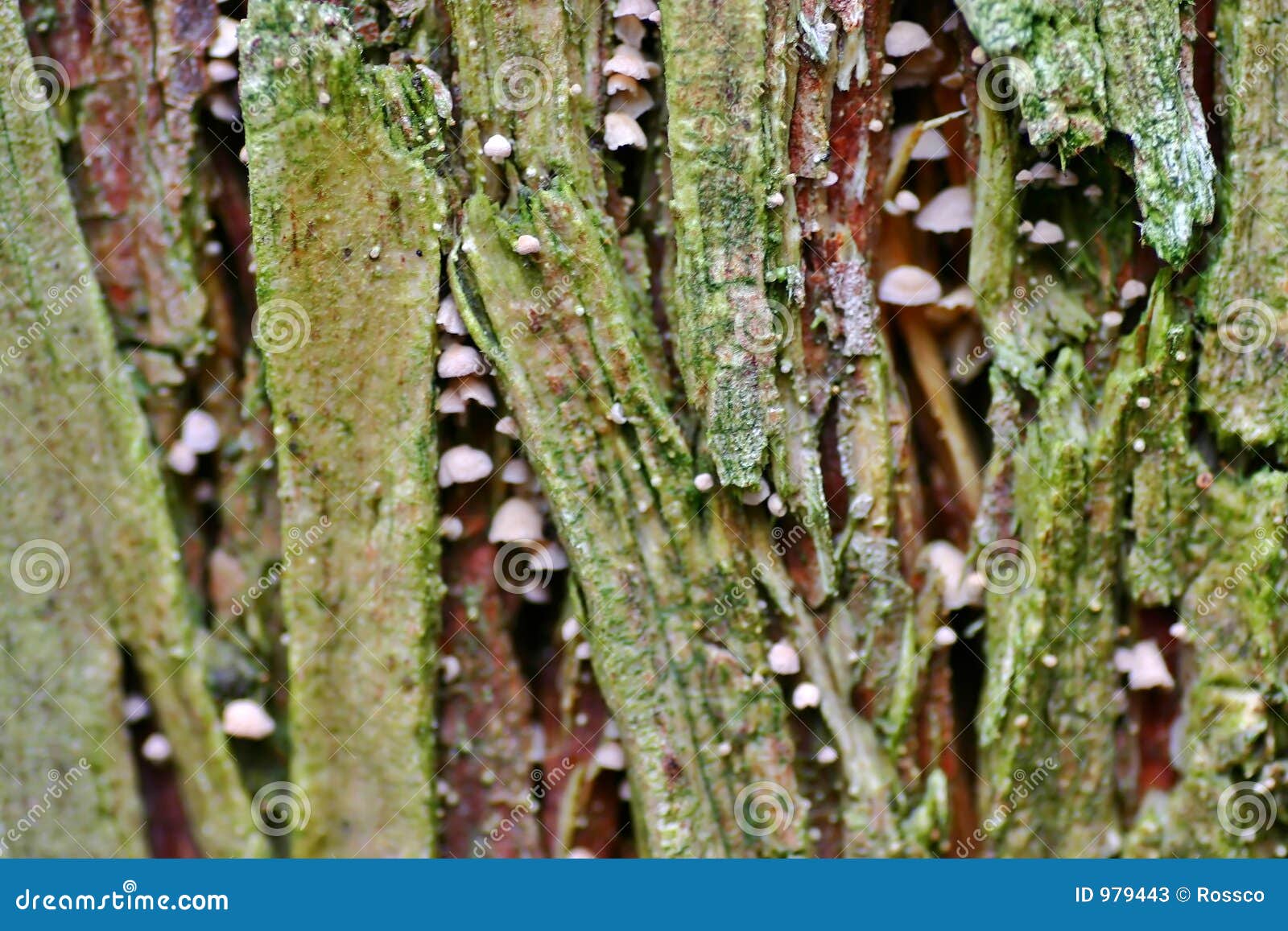 Fungus on bark of tree stock image. Image of mouldy, textured - 979443