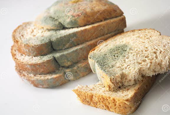 Fungus on bread stock photo. Image of background, medical - 9660158