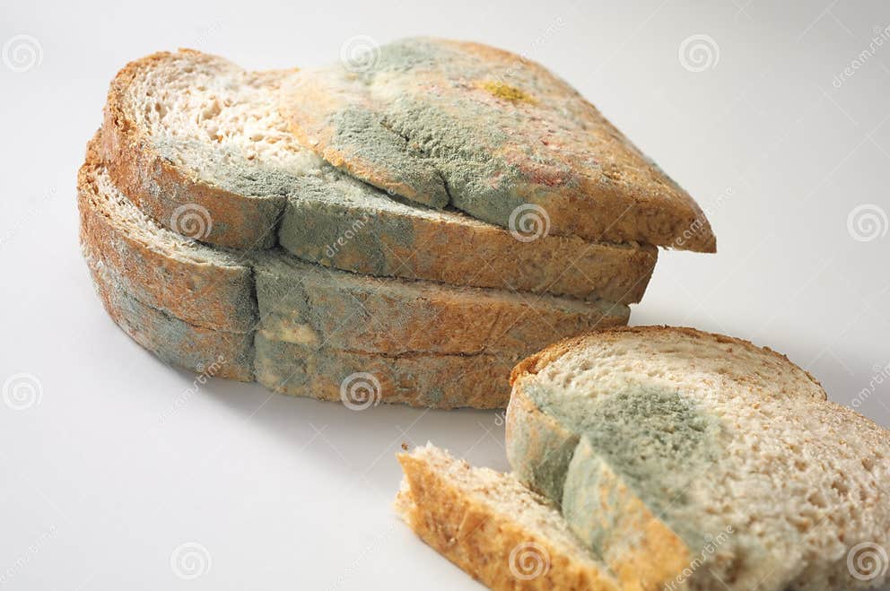 Fungus on bread stock photo. Image of rotten, bacteria - 9754520
