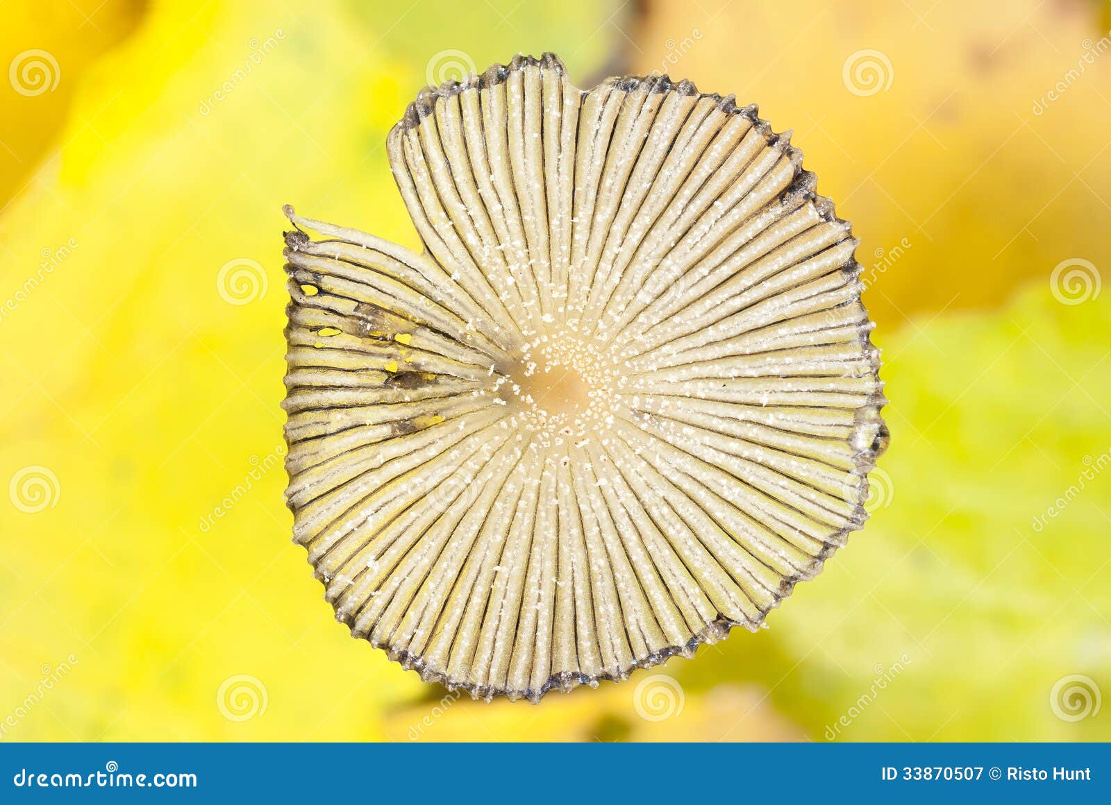 Fungus cap closeup stock image. Image of fall, color - 33870507