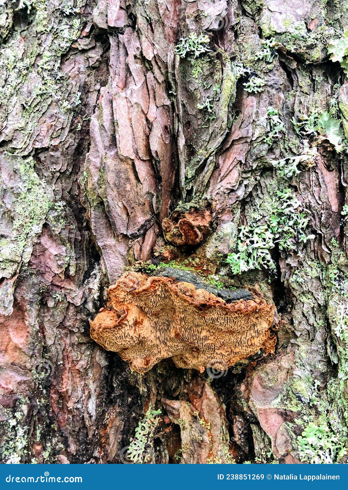Fungus Chaga on a Tree Trunk Stock Image - Image of hiking, chaga ...