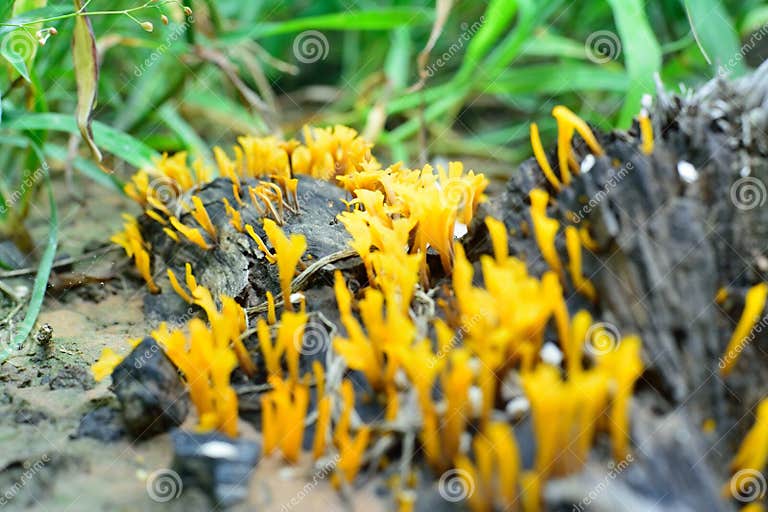 Fungus with color stock photo. Image of background, fungus - 78271882