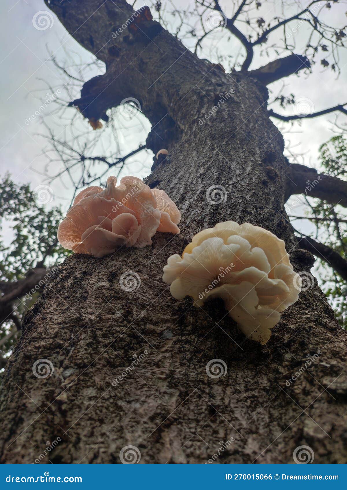 Fungus on a Dead Mango Tree Stock Photo - Image of shot, fungus: 270015066