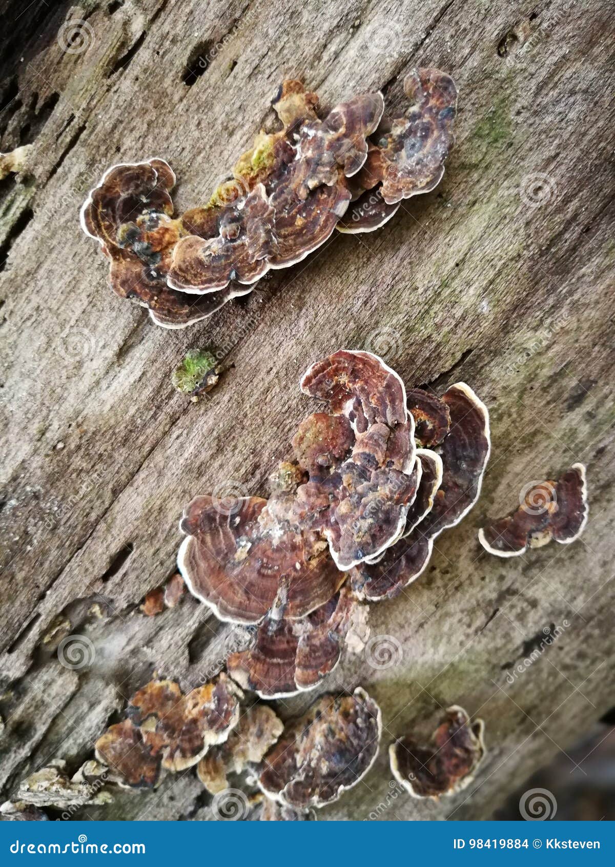 Fungus on the dead tree stock photo. Image of tropical - 98419884