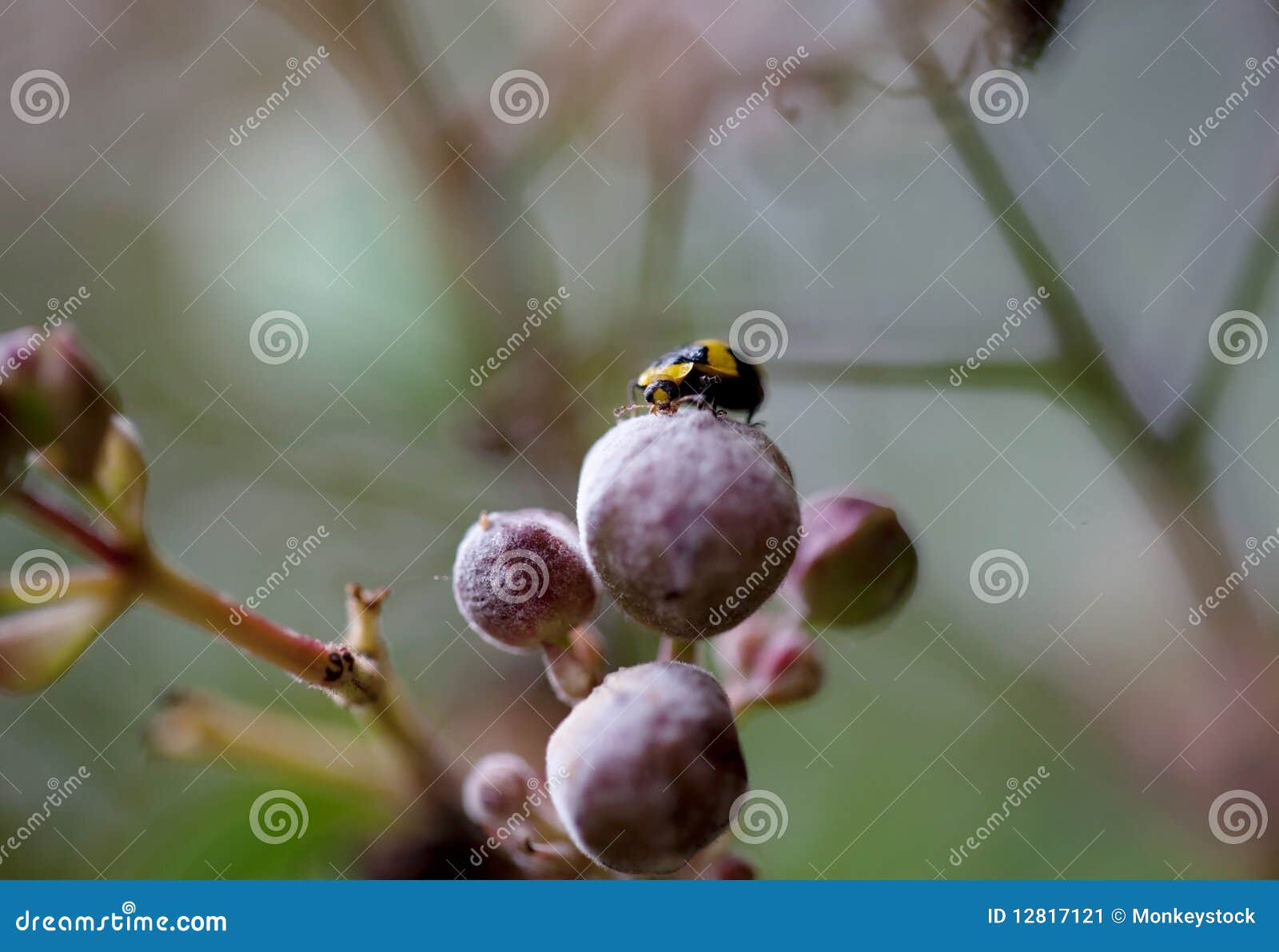Fungus eating ladybird stock image. Image of beetle, striped - 12817121