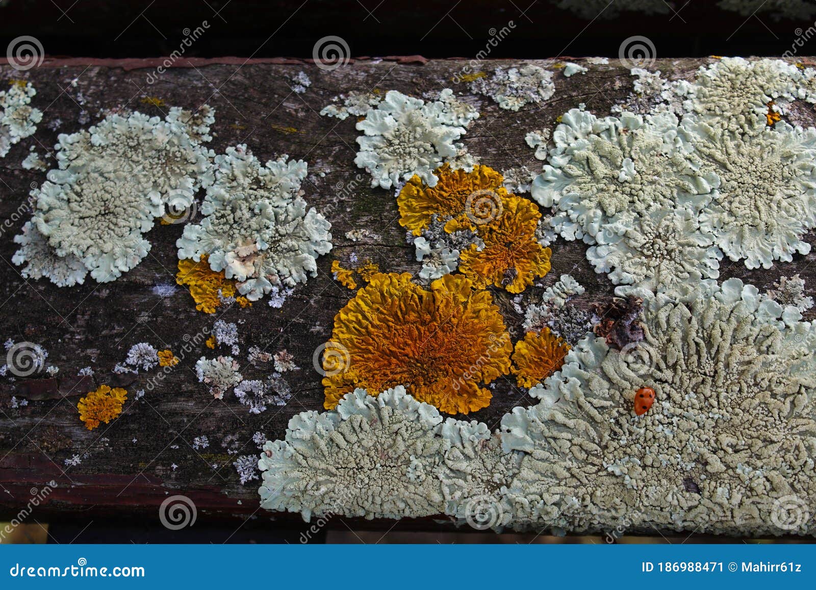 Fungus Ecosystem on Wood Bench Stock Image - Image of molds, color ...