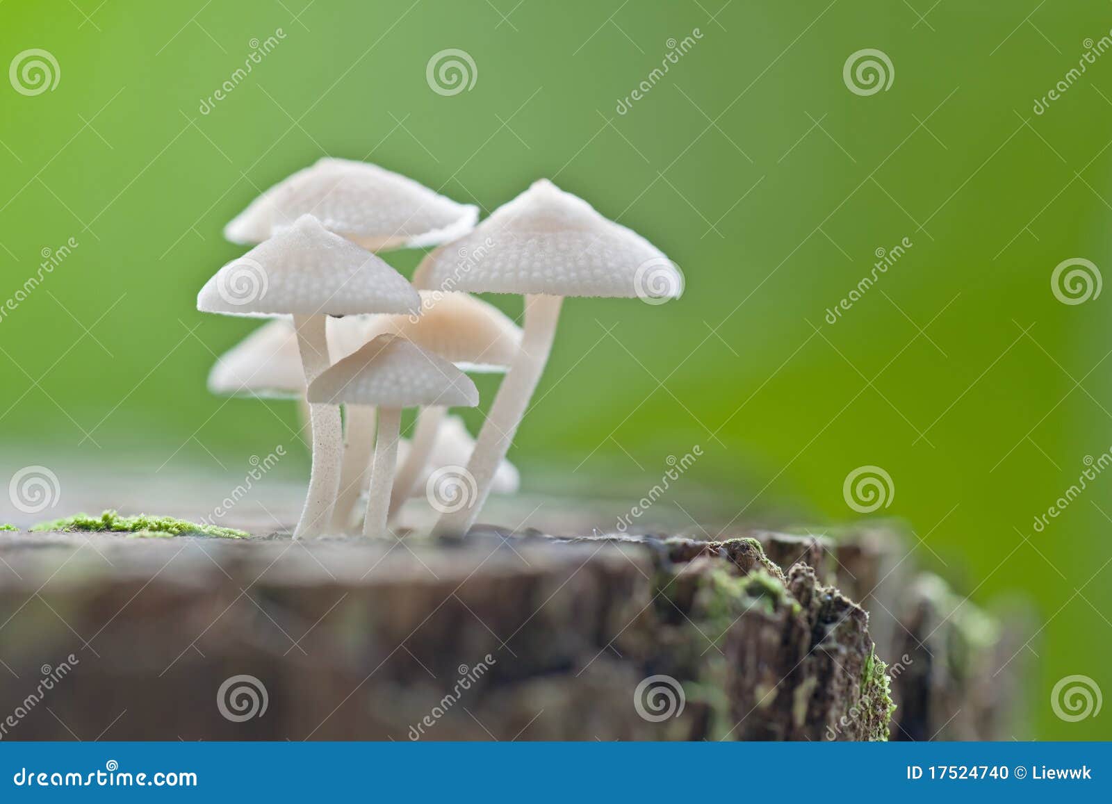 Fungus filoboletus sp. stock photo. Image of mildews - 17524740