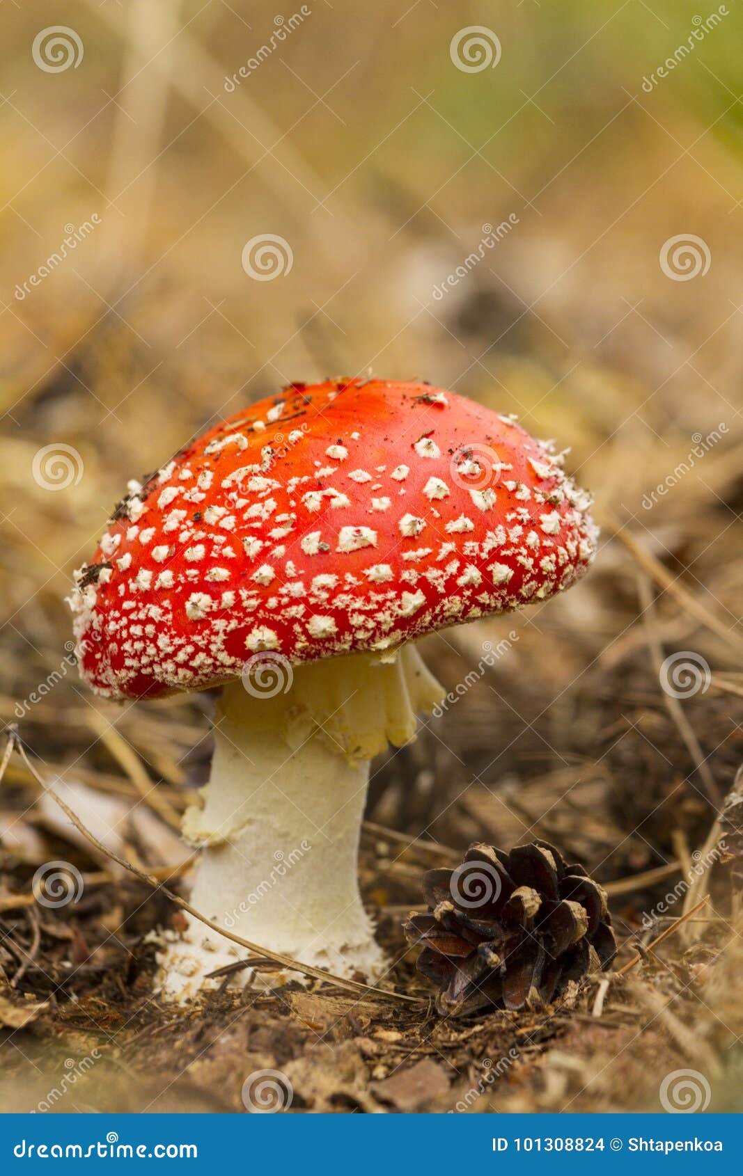Fungus Fly Agaric in the Wild Stock Photo - Image of autumn, beautiful ...