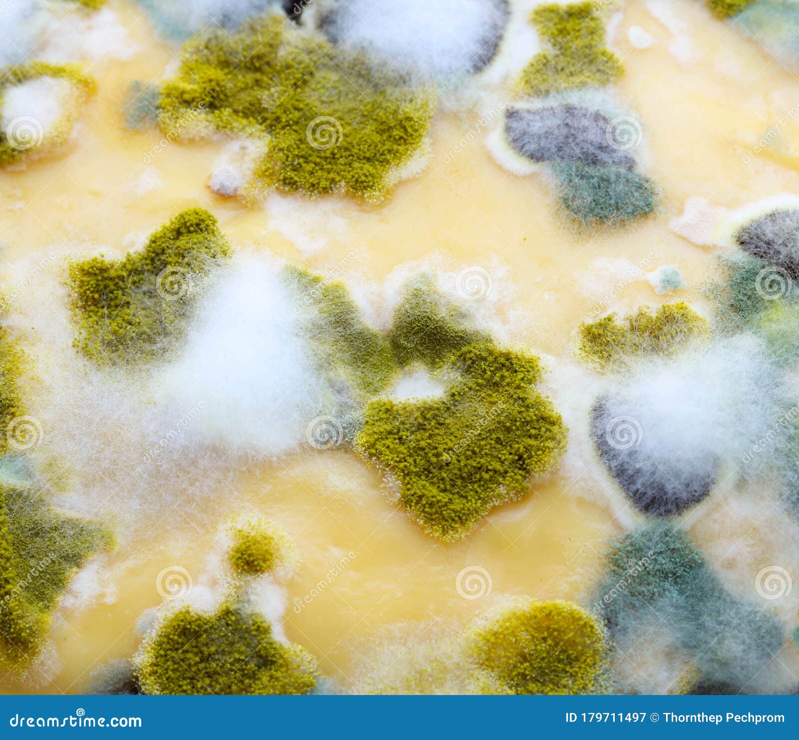 The Fungus on the Food Contains Bacteria and Germs Stock Image - Image ...