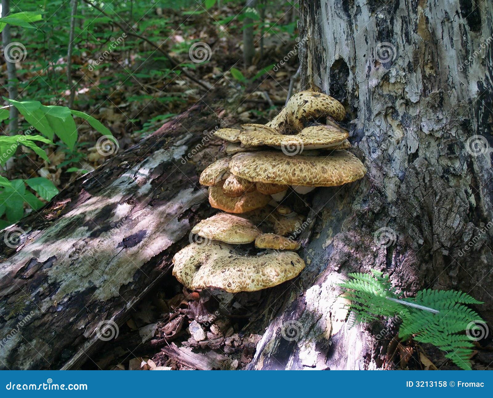 Fungus in the Forest stock photo. Image of parasite, decompose - 3213158