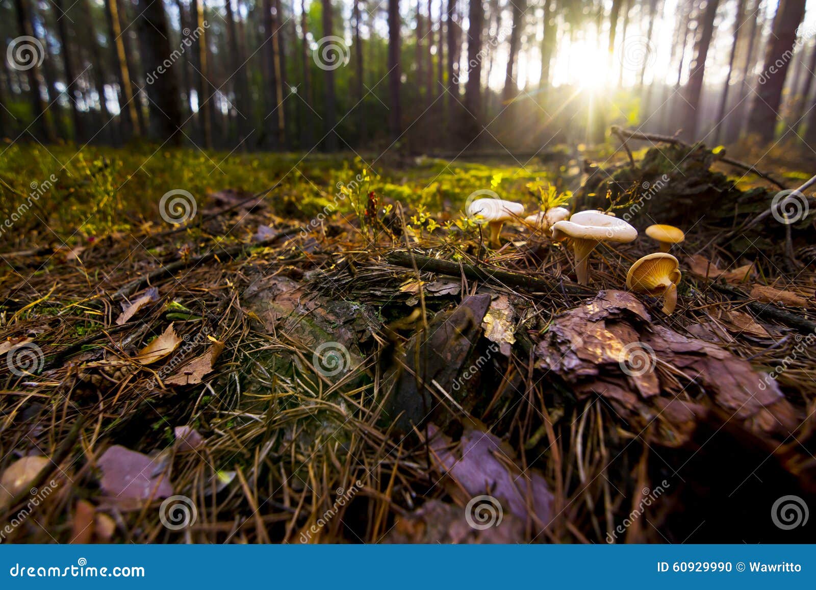 Fungus in the forest stock photo. Image of dirty, boletus - 60929990