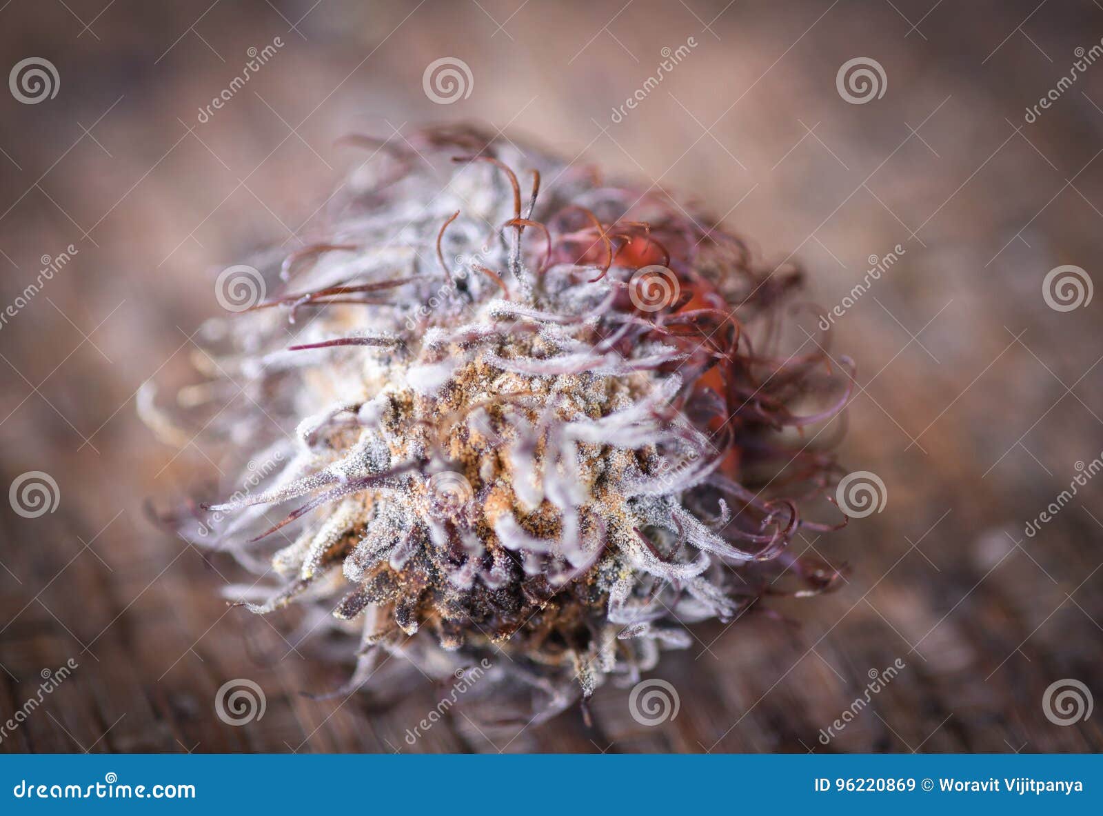 Fungus Fruit - Rotten Fruit Stock Image - Image of rotten, nature: 96220869