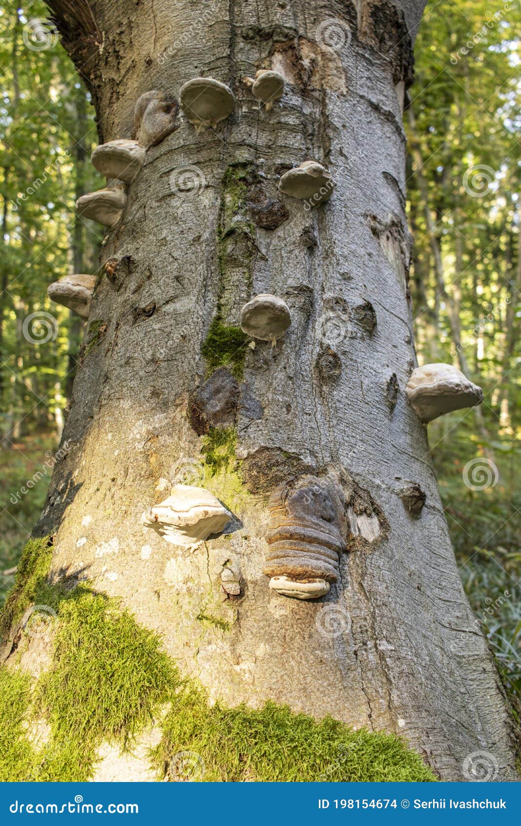 Fungus Ganoderma Grows on Tree Trunk in Forest. Close Up. Stock Photo ...