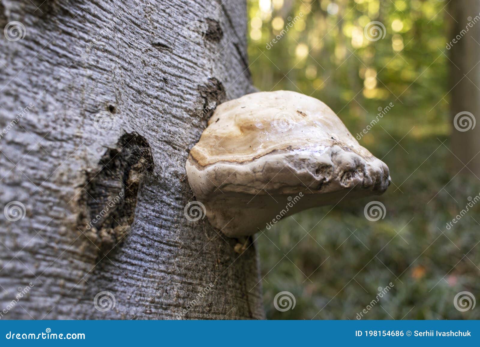 Fungus Ganoderma Grows on Tree Trunk in Forest. Stock Photo - Image of ...