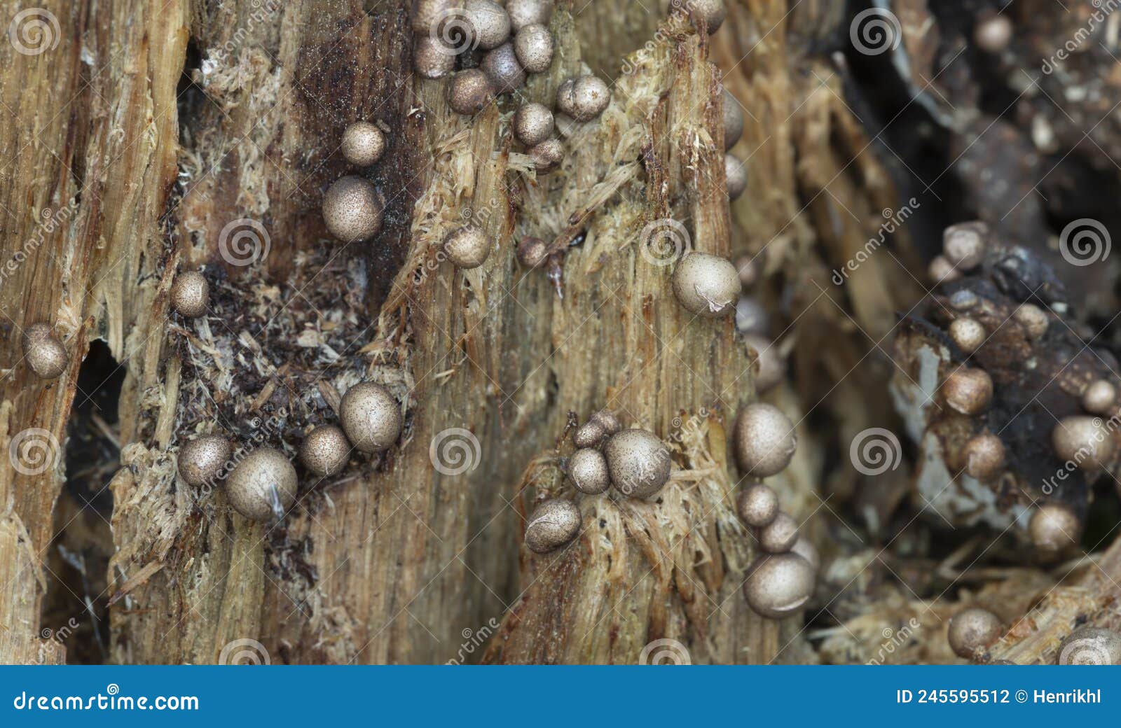 Fungus Gnat Resting on Slug Stock Photo - Image of slime, growing ...