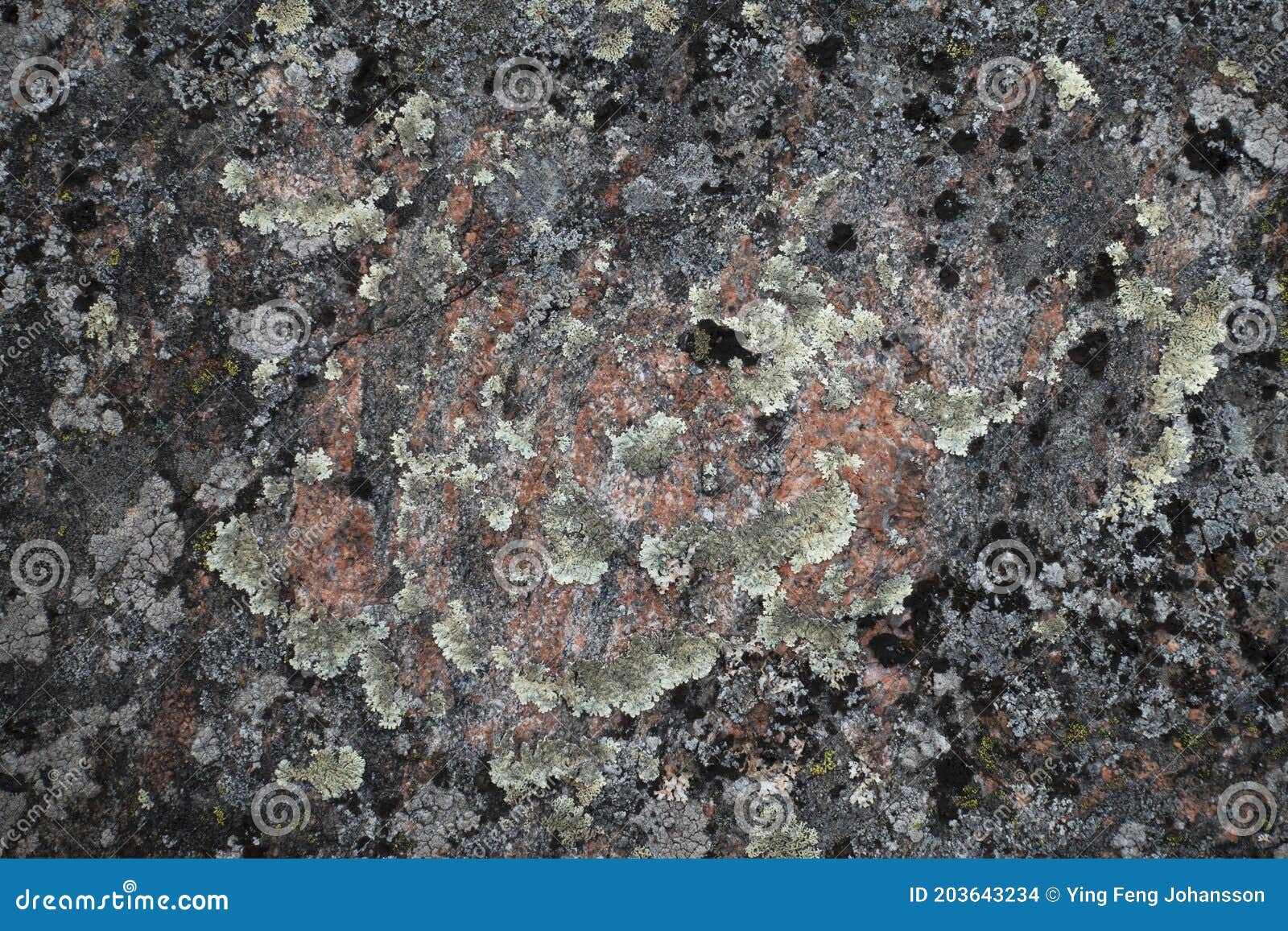 Fungus on granite rock stock photo. Image of rock, detail - 203643234