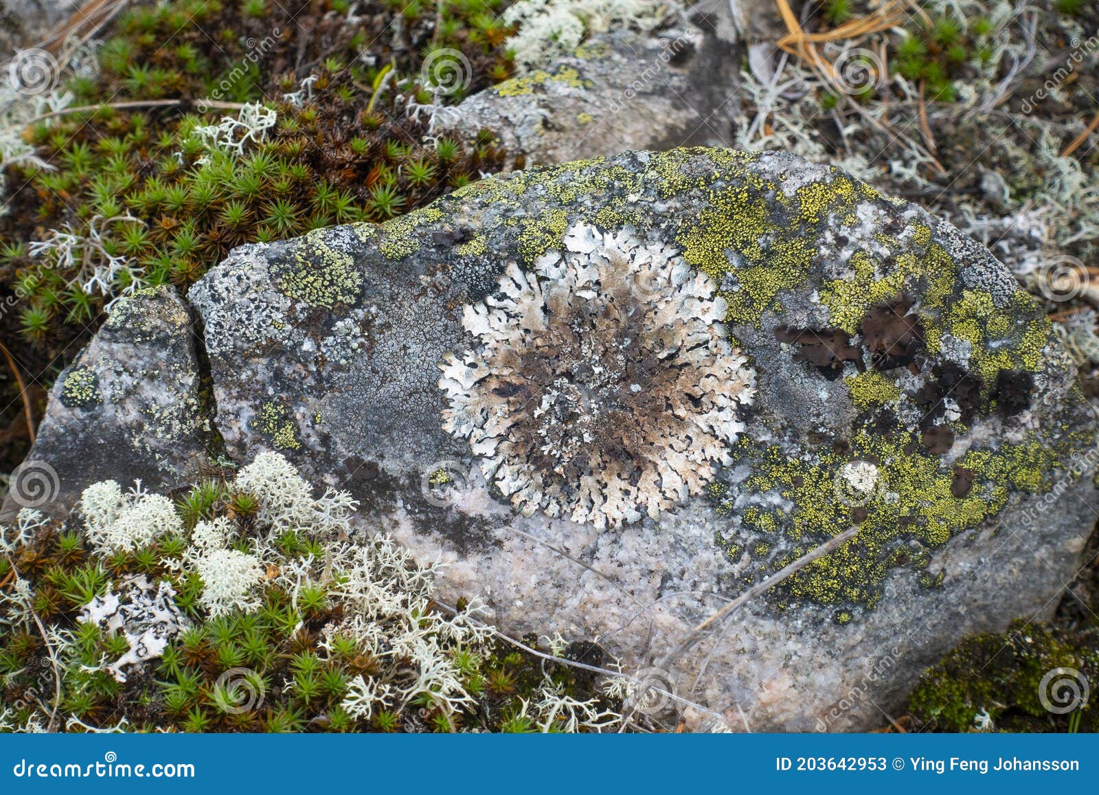 Fungus on granite rock stock image. Image of lichen - 203642953