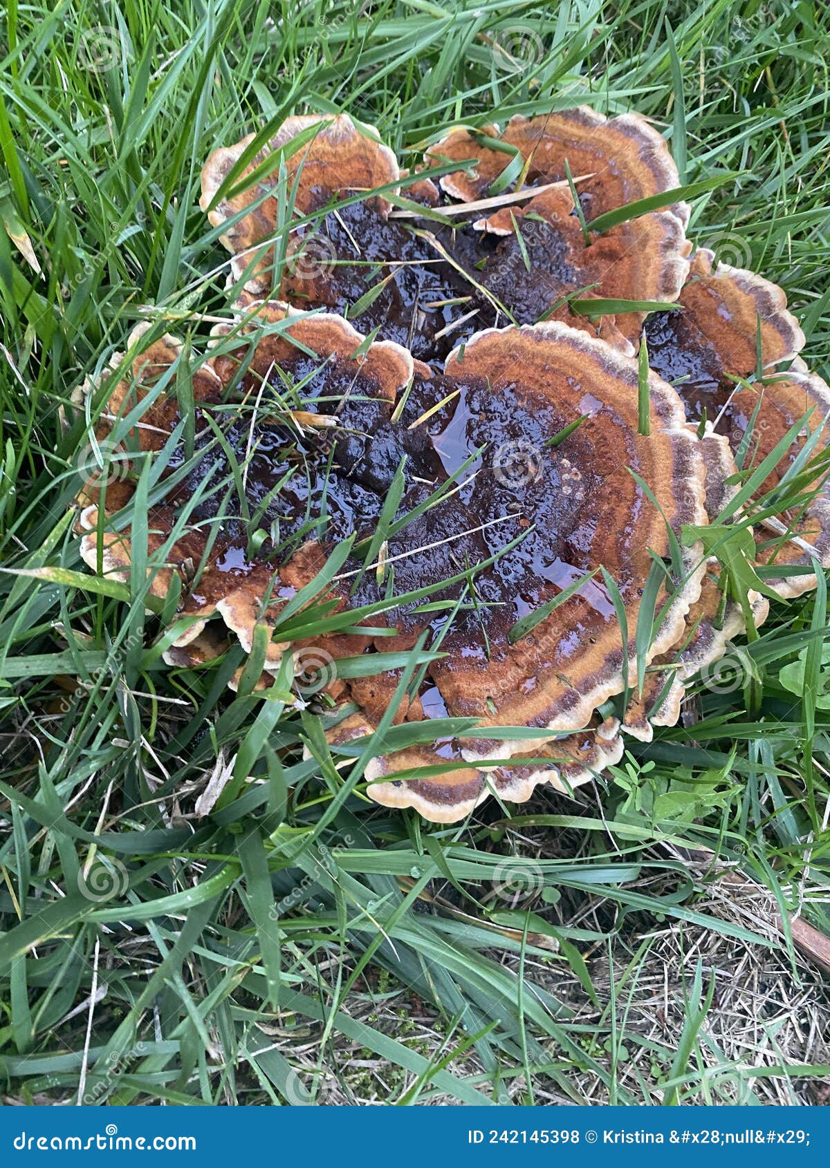 Fungus stock photo. Image of fungus, ground, grass, green - 242145398