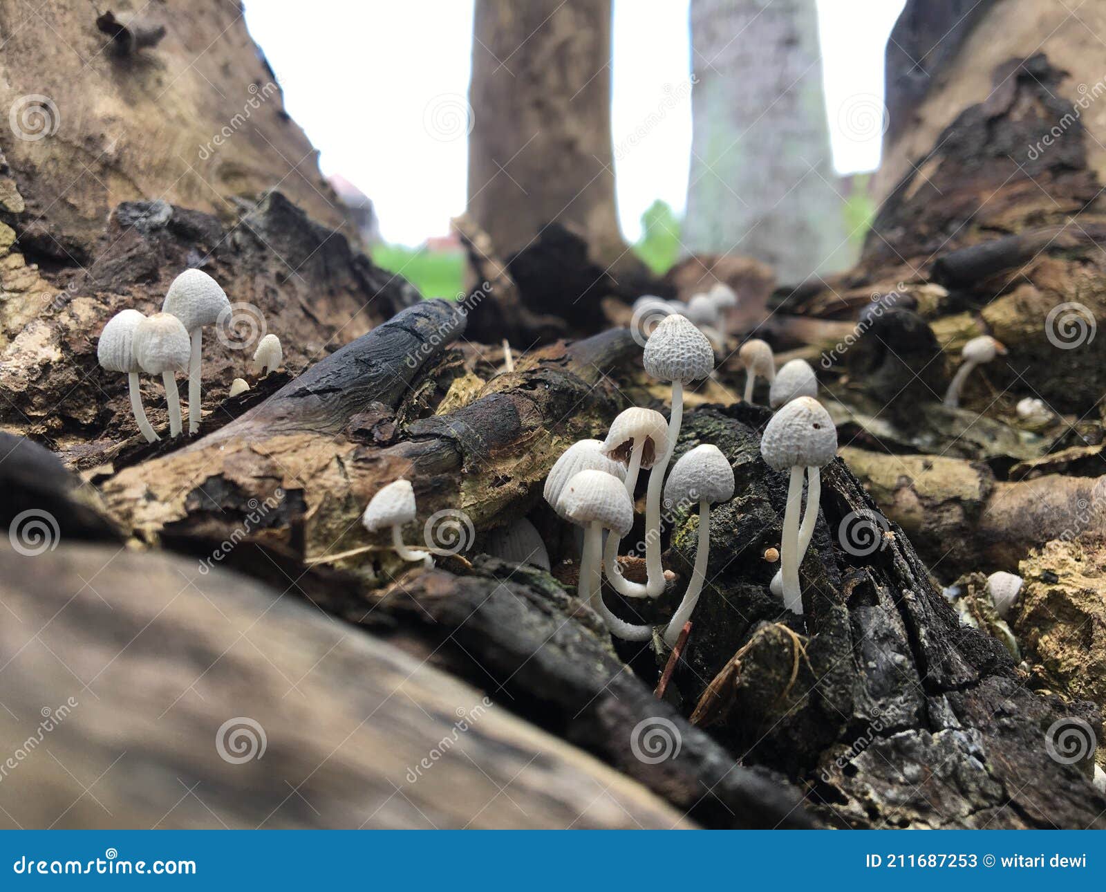 Fungus stock image. Image of natural, fungus, fungi - 211687253