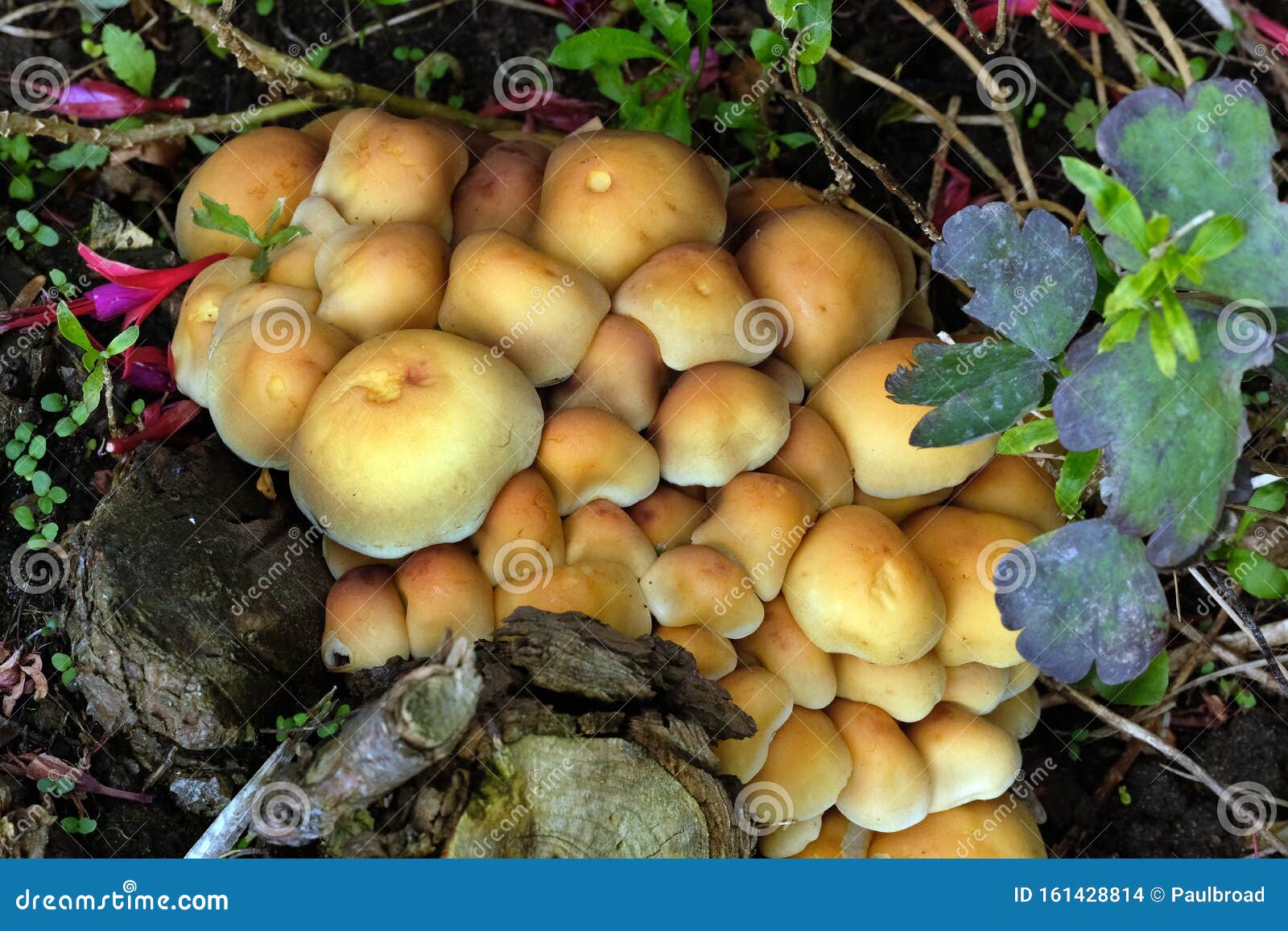 Fungus Growing on Decaying Tree Root in Urban Garden. Stock Photo ...