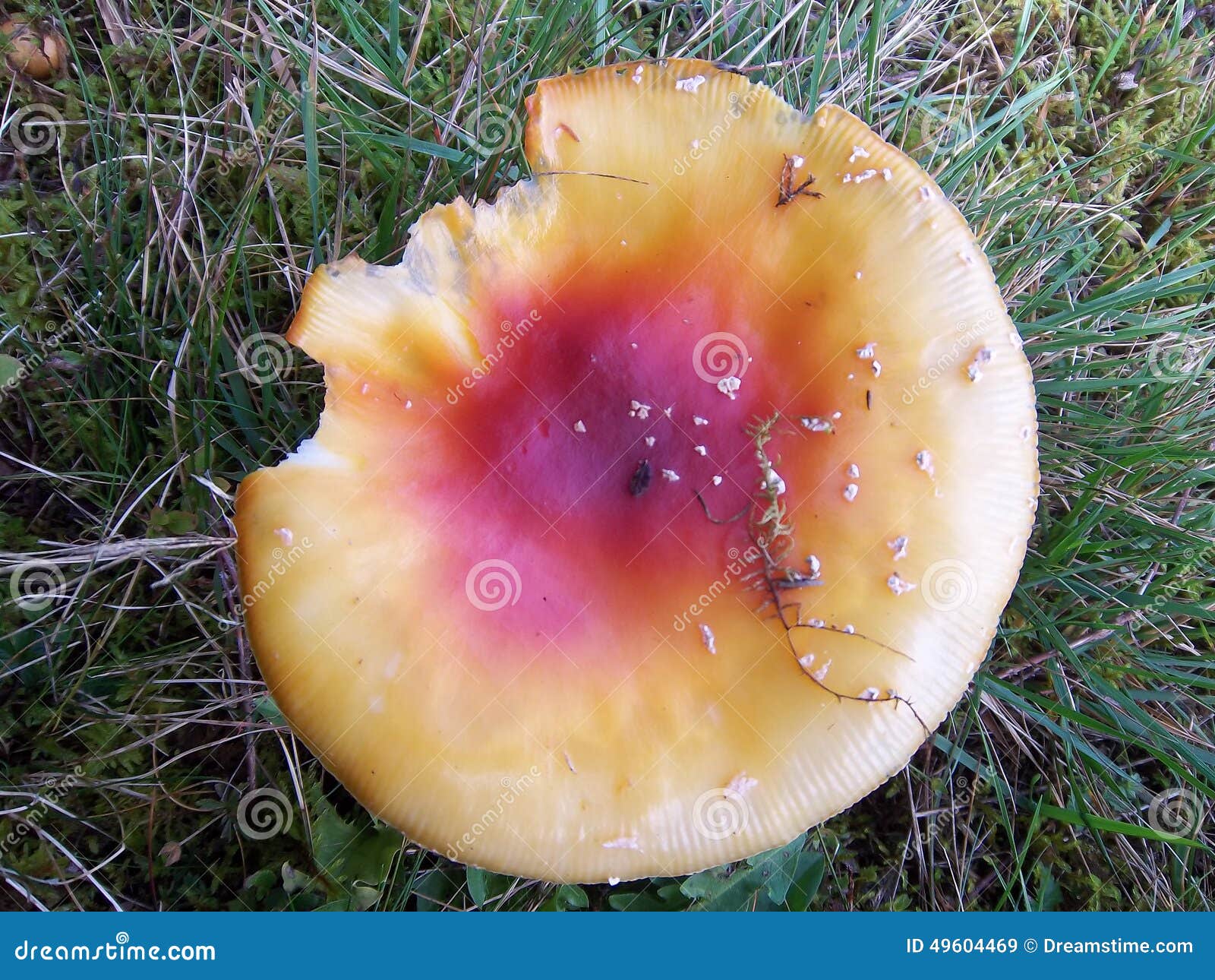 Fungus. stock image. Image of unknown, fungus, animal - 49604469