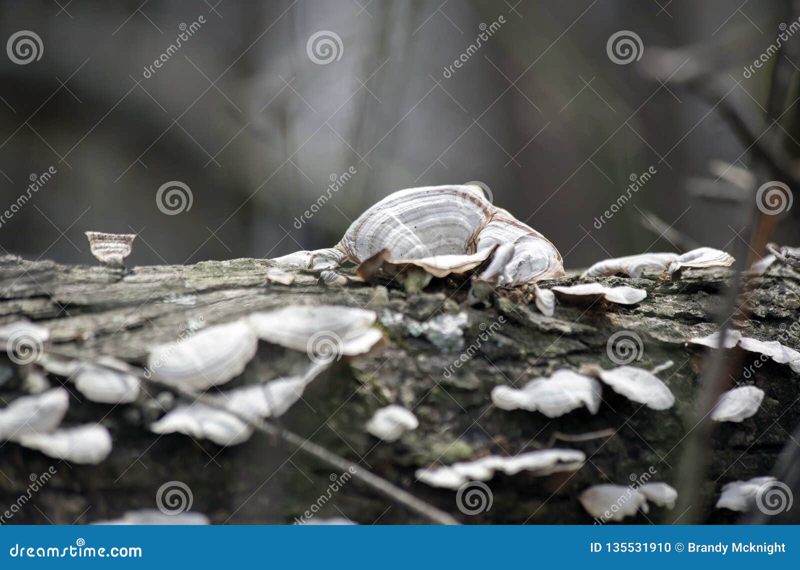 Fungus Growing Out of Fallen Branch Stock Photo - Image of ecology ...
