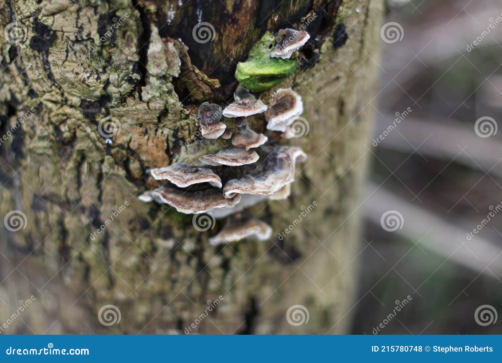 Fungus Growing from the Tree Bark in the Forest Stock Photo - Image of ...