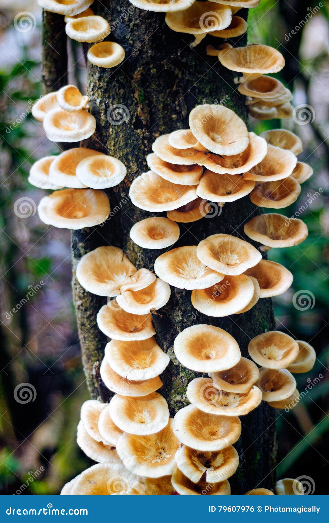 Fungus Growing on Tree Branch Stock Photo - Image of polypore, plant ...